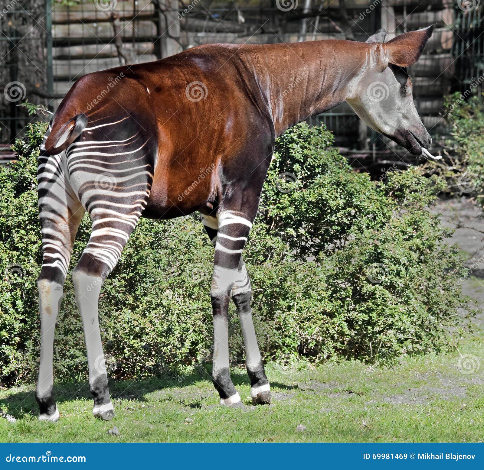 Okapi 1 stock image. Image of ecology, view, funny, fauna - 69981469