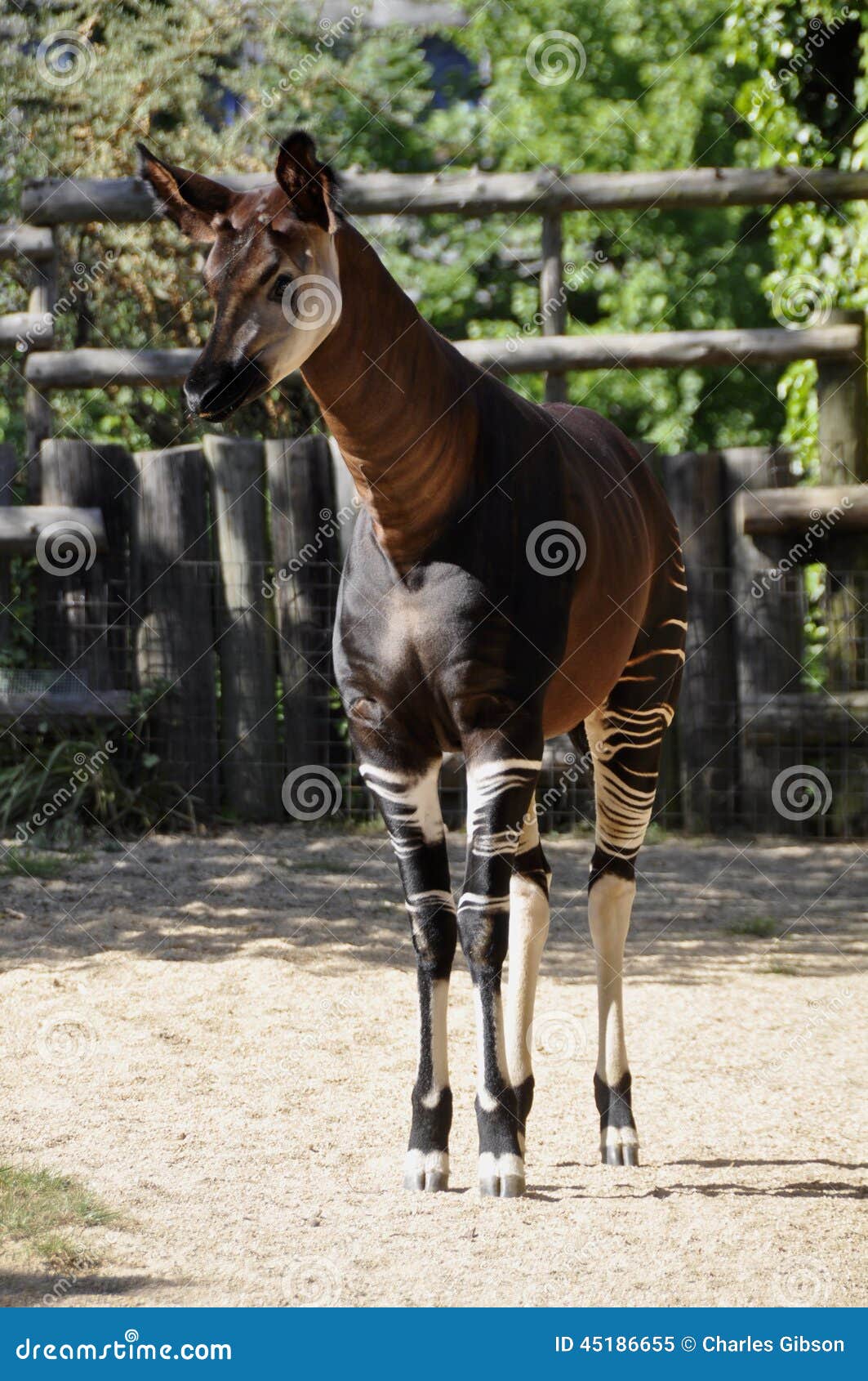 Okapi (O. johnstoni) stock image. Image of animal, horns - 45186655