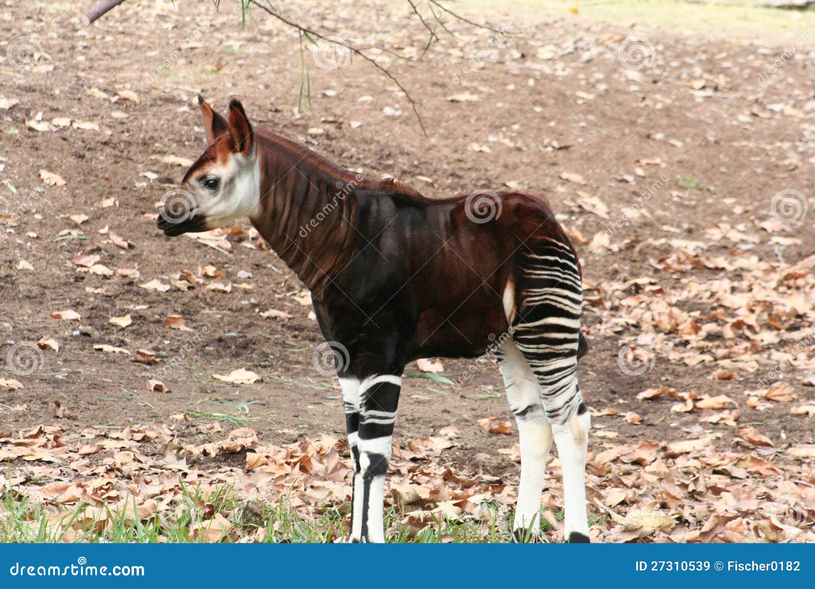 Okapi Okapia Johnstoni, Forest Giraffe Or Zebra Giraffe, Artiodactyl ...