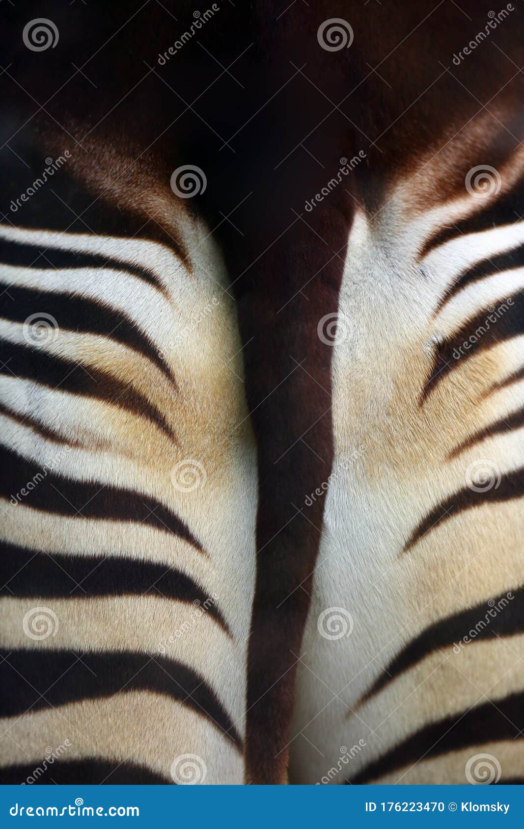 The Okapi Okapia Johnstoni, Also Known As the Forest Giraffe, Congolese ...