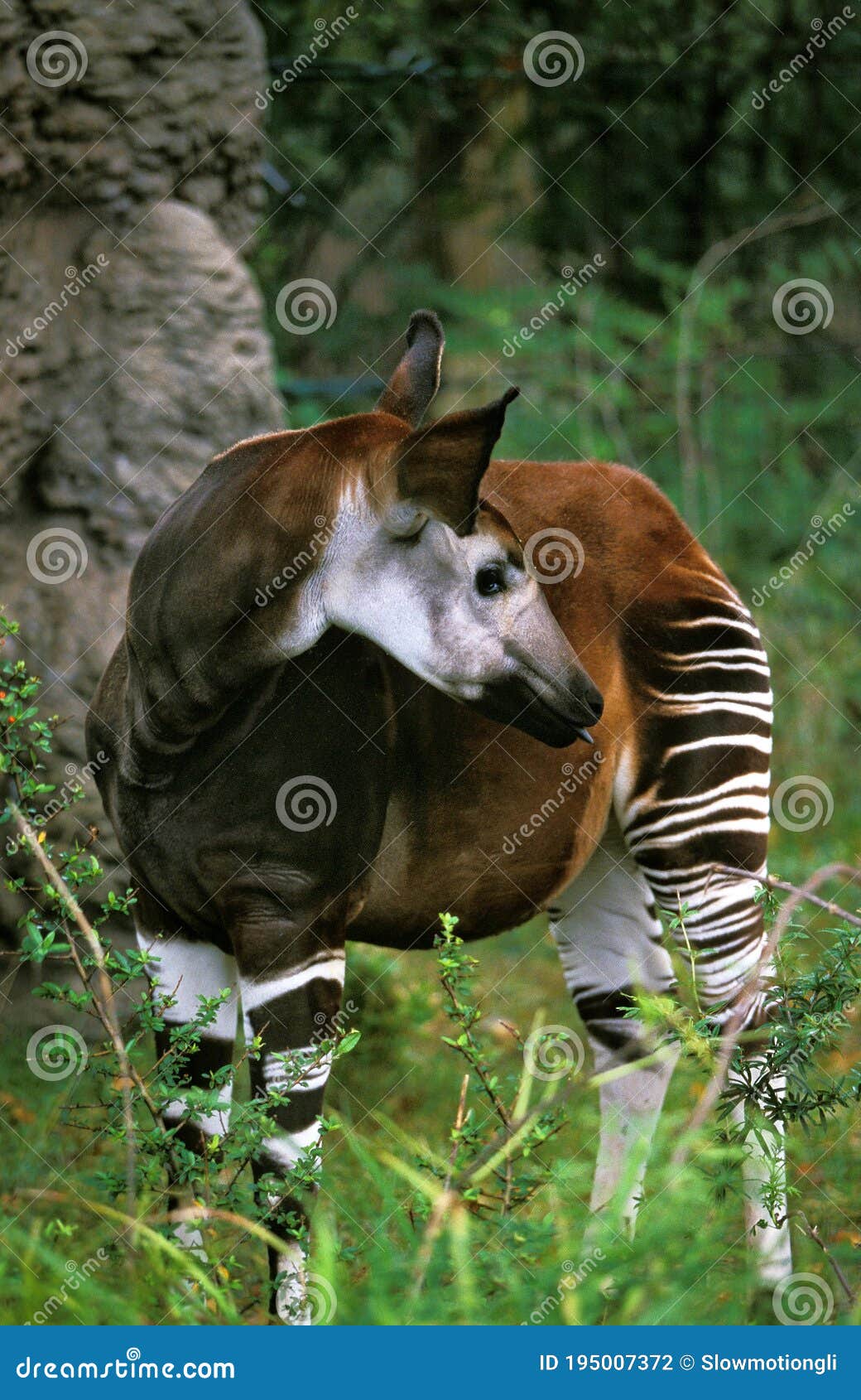 Okapi, Okapia Johnstoni, Female Stock Photo - Image of striped, full ...