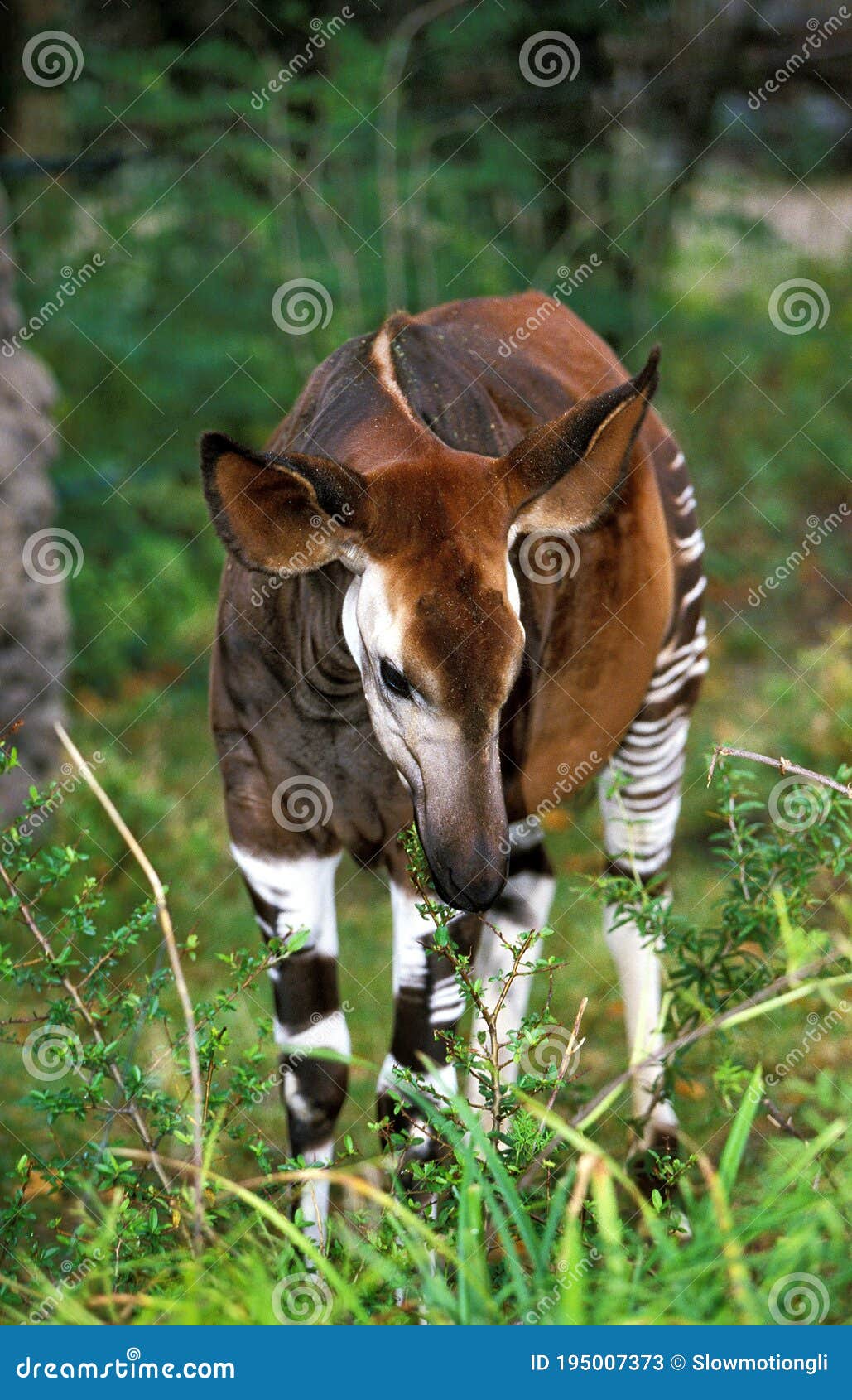 Okapi, Okapia Johnstoni, Female Stock Image - Image of ruminant ...