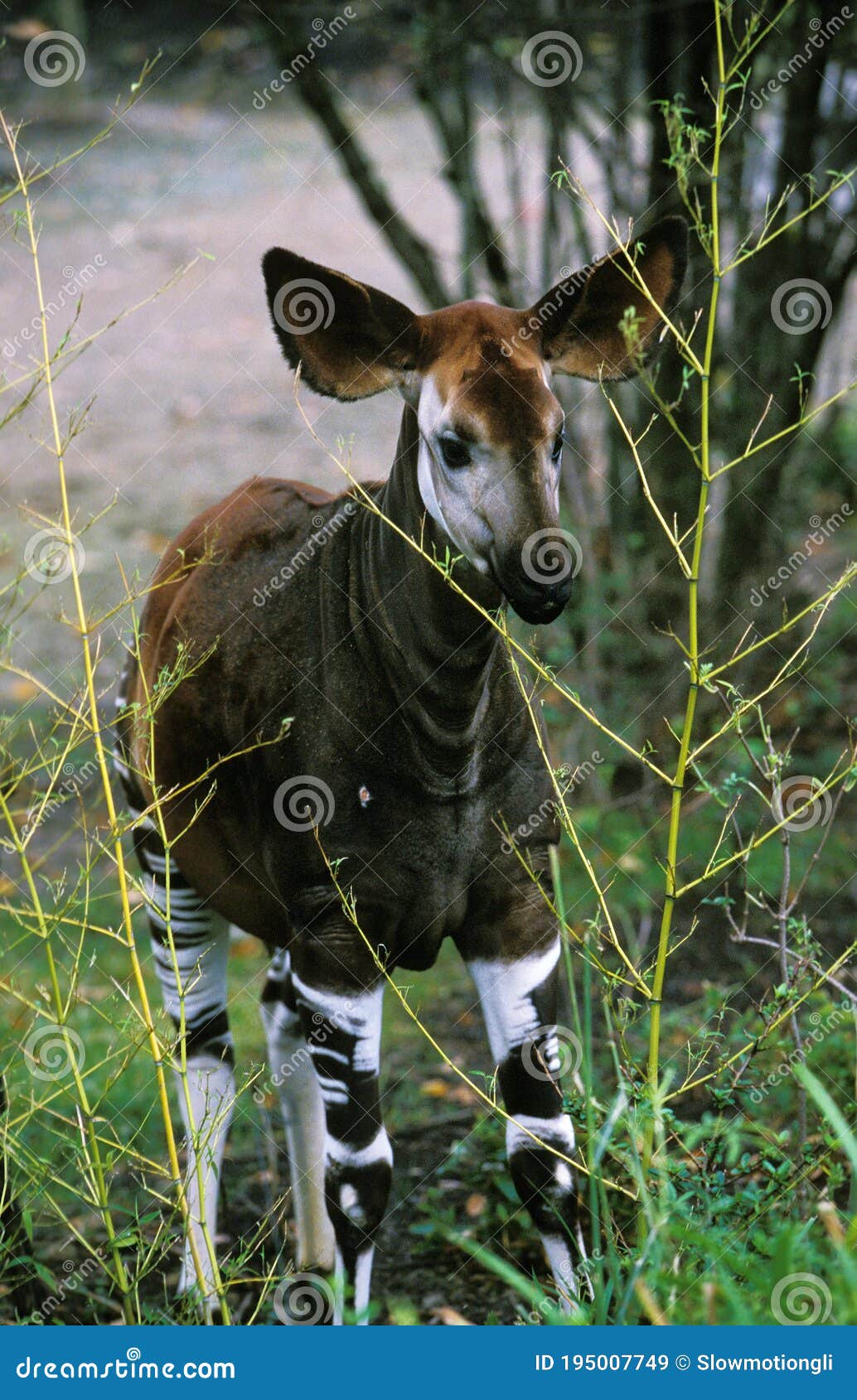 Okapi, Okapia Johnstoni, Female Stock Image - Image of standing ...