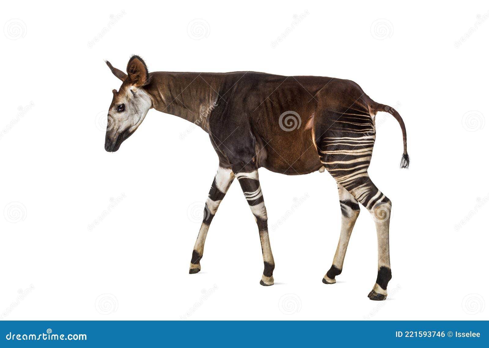 Okapi, Okapia Johnstoni, Isolated Stock Photo - Image of zebra, okapia ...