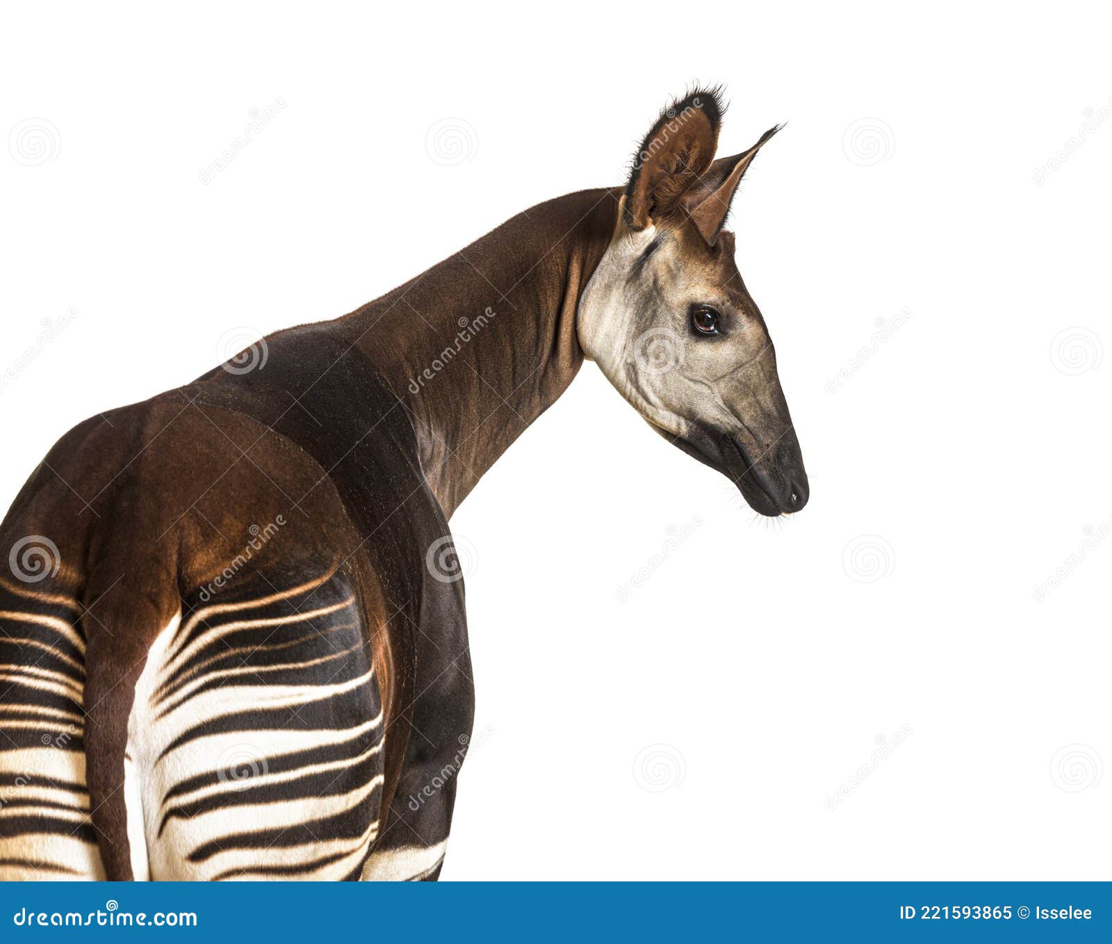 Okapi, Okapia Johnstoni, Isolated Stock Image - Image of mammal, back ...