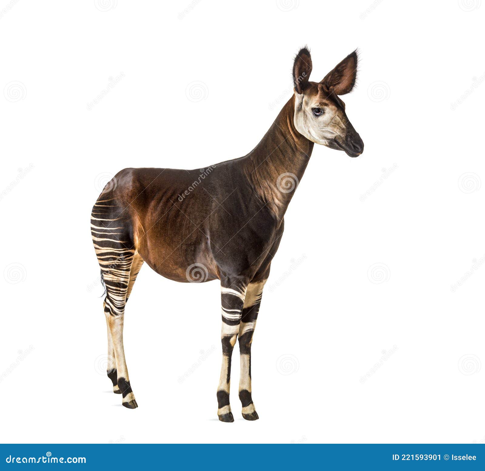 Okapi, Okapia Johnstoni, Isolated Stock Image - Image of shot, mammal ...