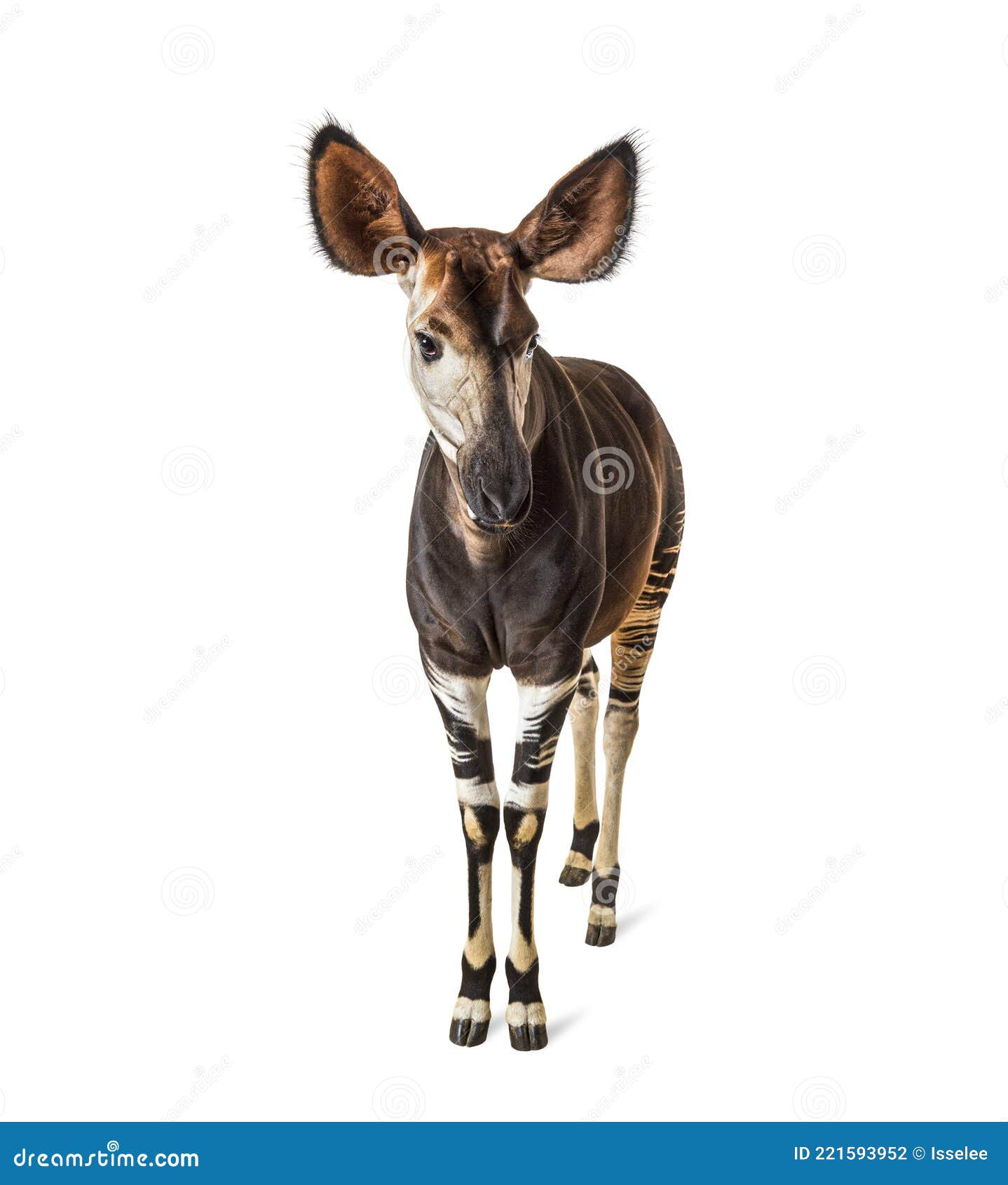 Okapi, Okapia Johnstoni, Isolated Stock Photo - Image of brown, wild ...
