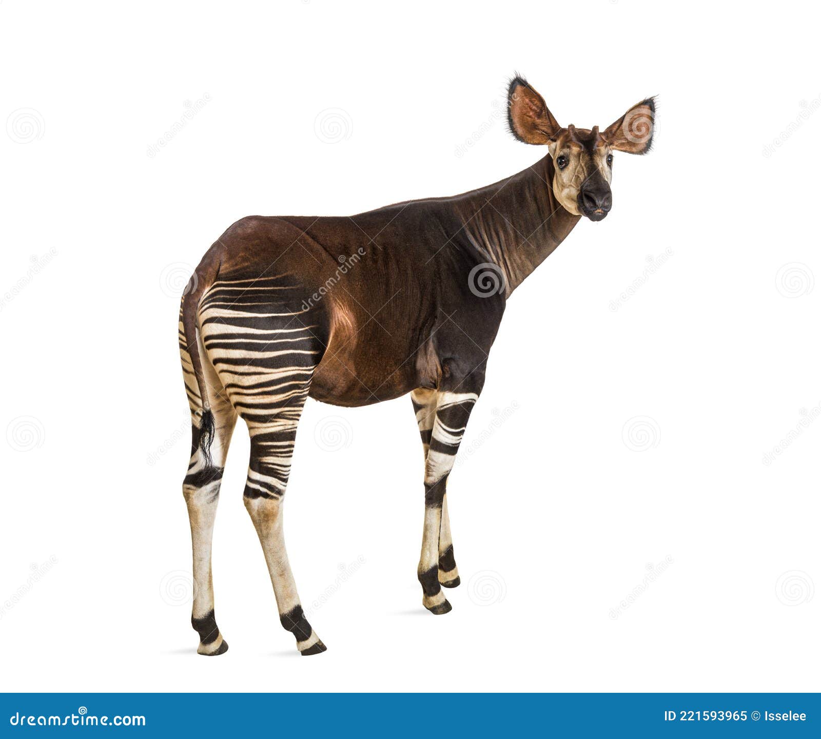 Okapi, Okapia Johnstoni, Isolated Stock Image - Image of giraffe, brown ...