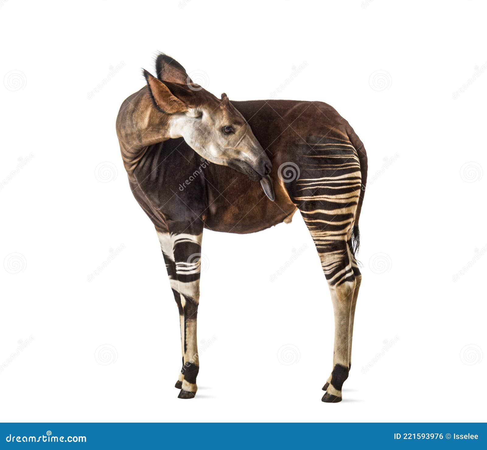Okapi, Okapia Johnstoni, Isolated Stock Photo - Image of brown ...