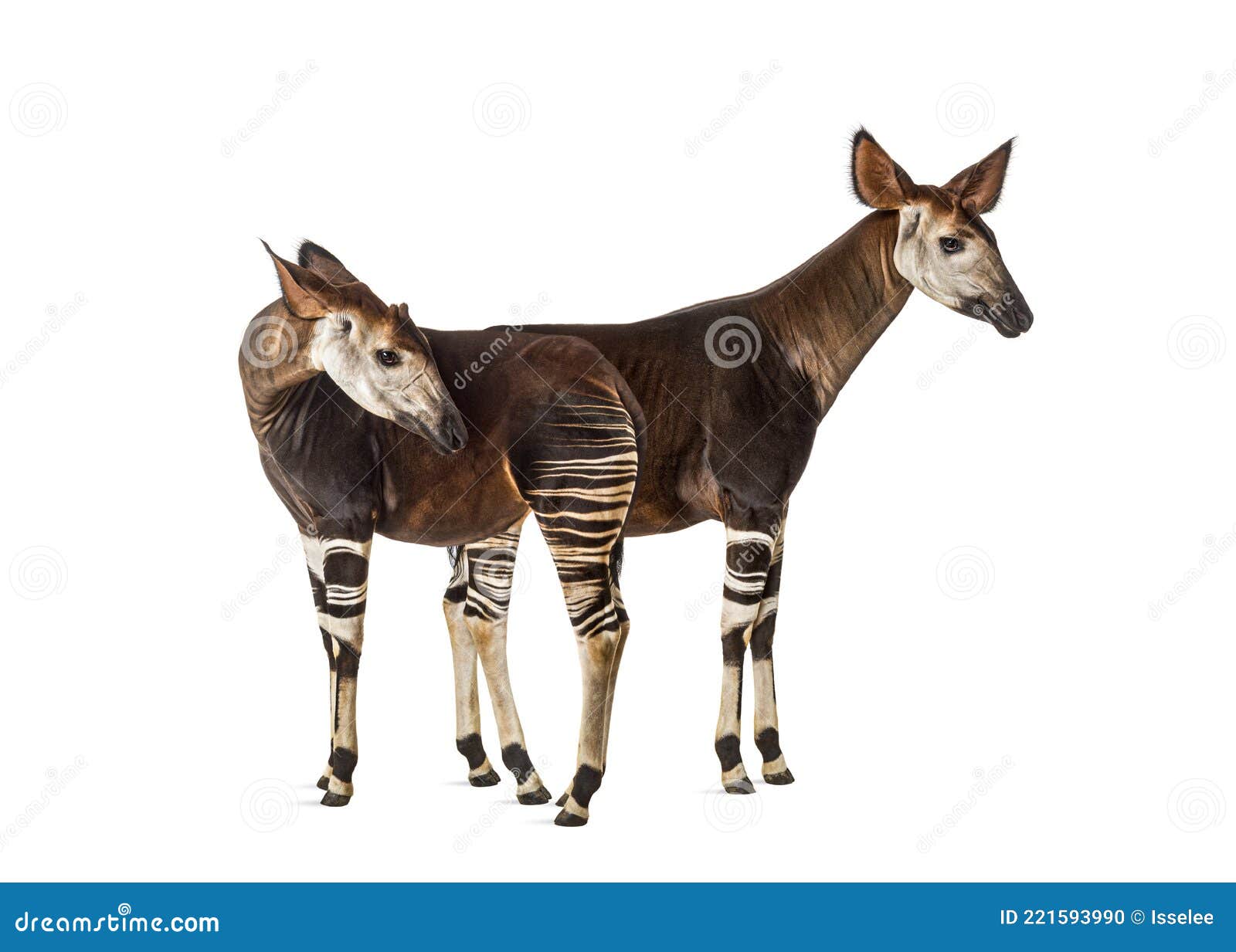 Okapi, Okapia Johnstoni, Isolated Stock Photo - Image of vertebrate ...