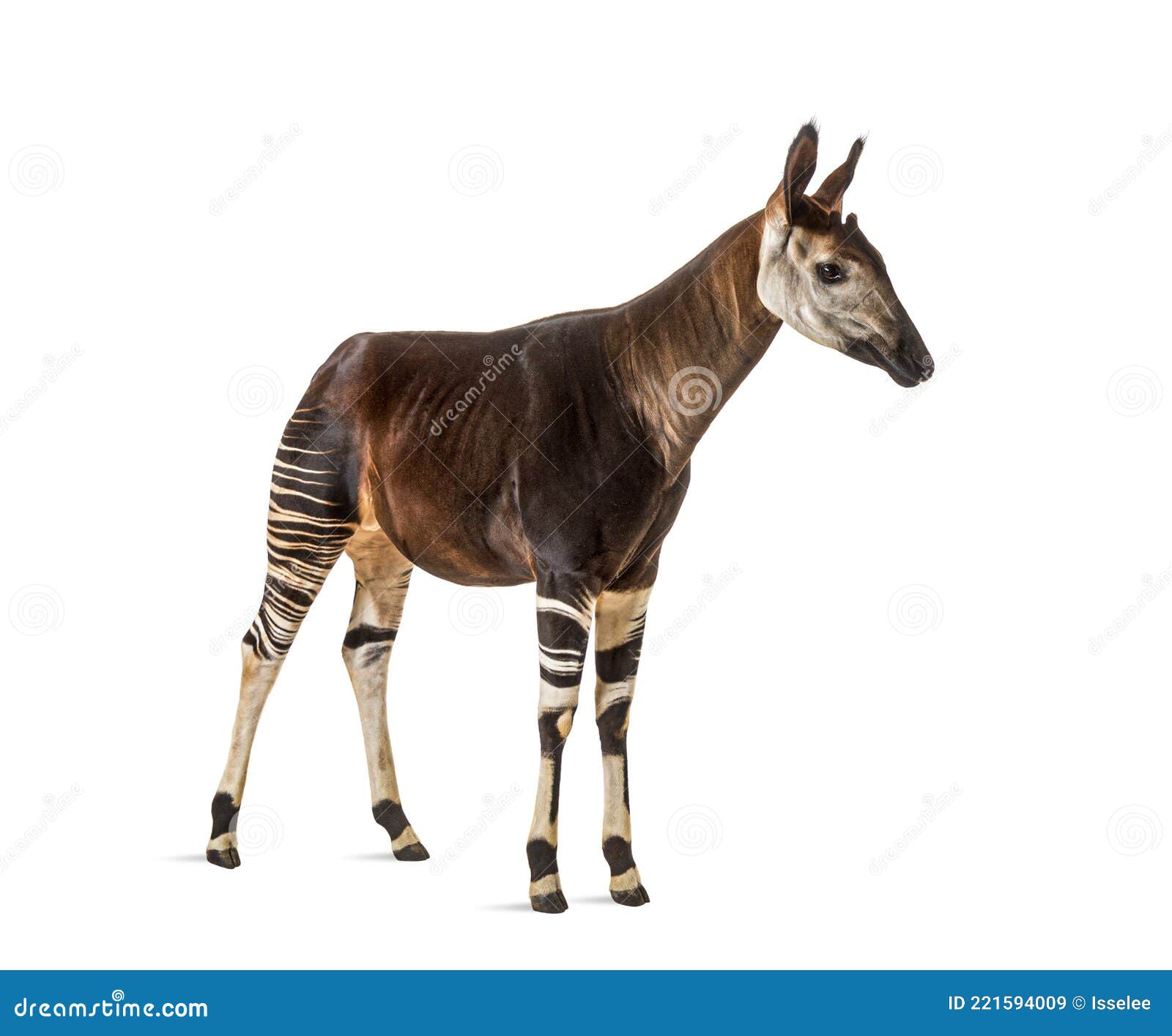 Okapi, Okapia Johnstoni, Isolated Stock Image - Image of people, forest ...
