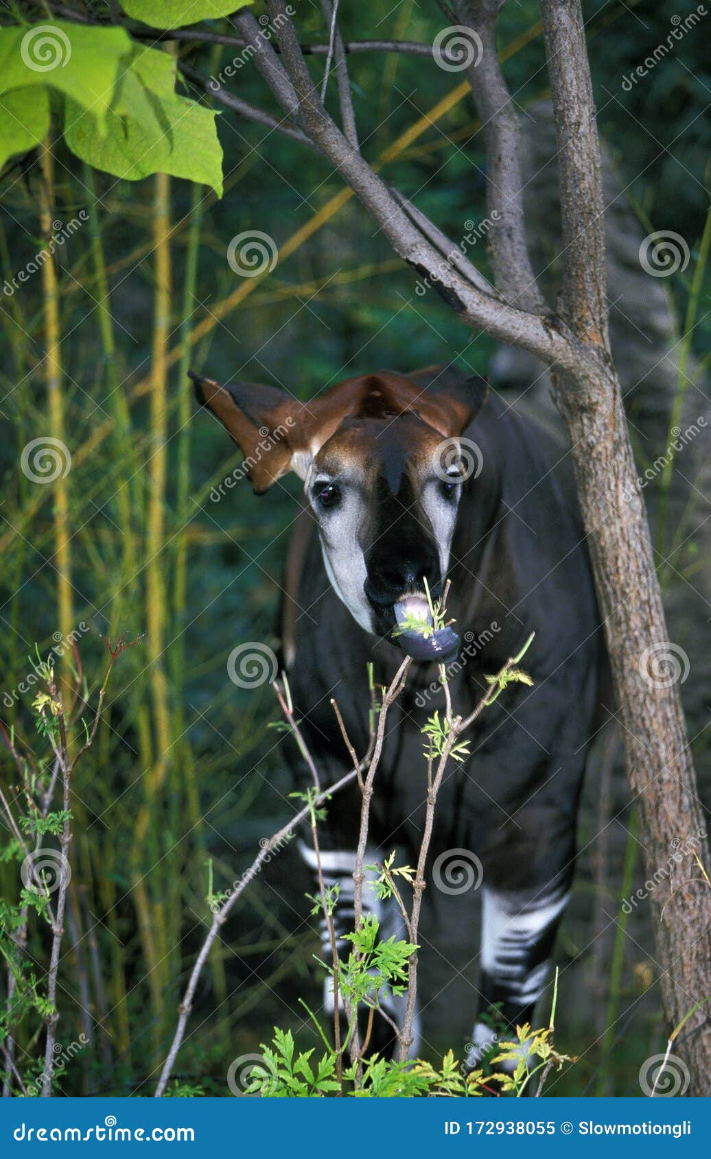 OKAPI okapia johnstoni immagine stock. Immagine di fronte - 172938055