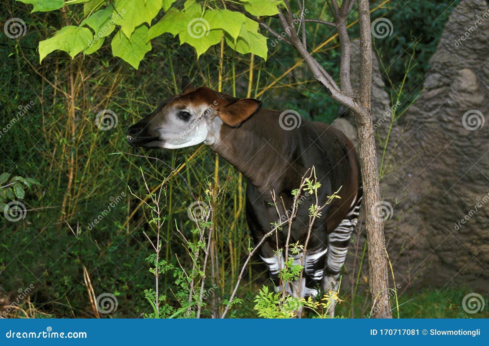 OKAPI okapia johnstoni stock image. Image of bush, outdoor - 170717081