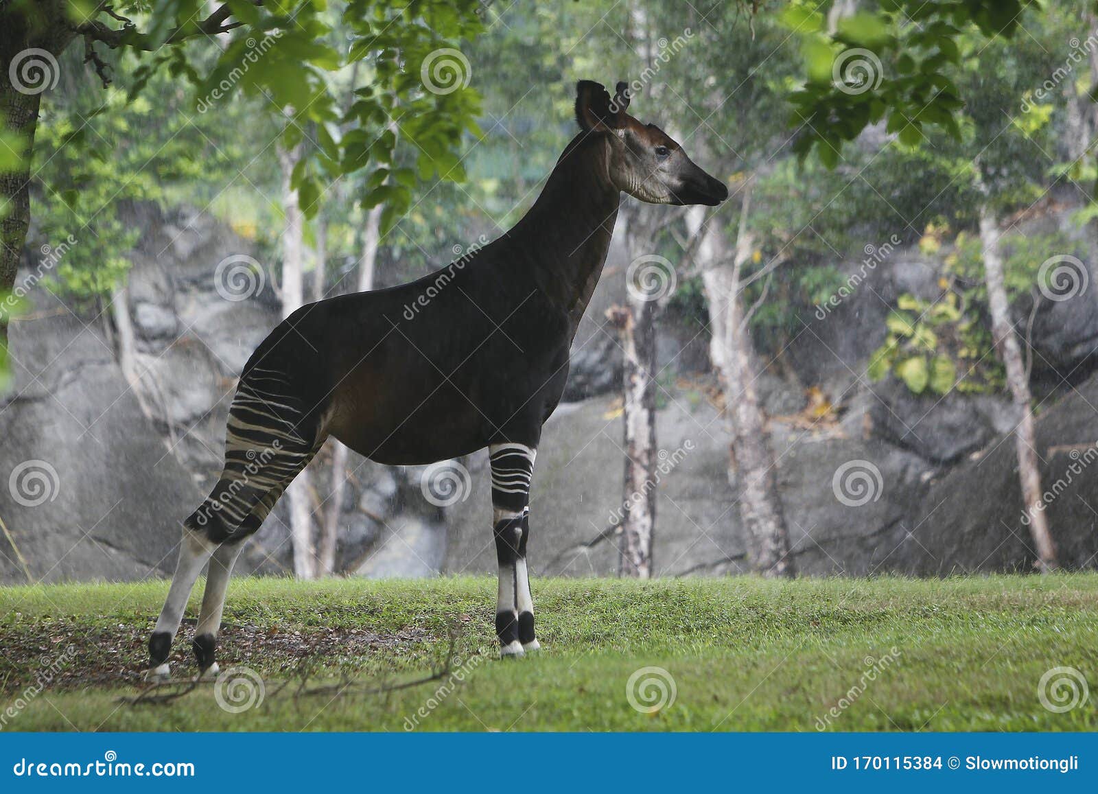 OKAPI okapia johnstoni stock photo. Image of mammal - 170115384