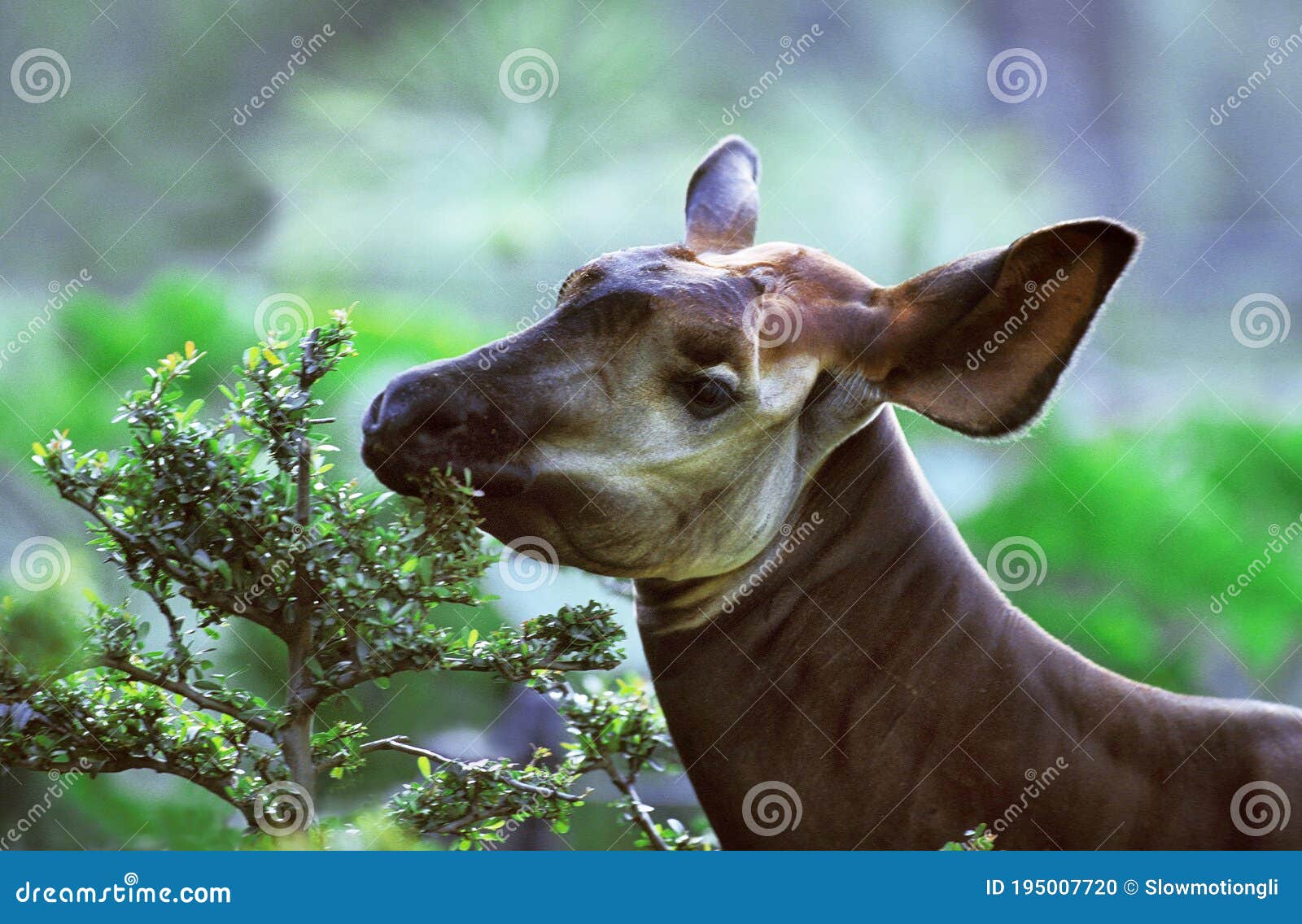 Okapi, Okapia Johnstoni, Portrait of Female Stock Photo - Image of ...