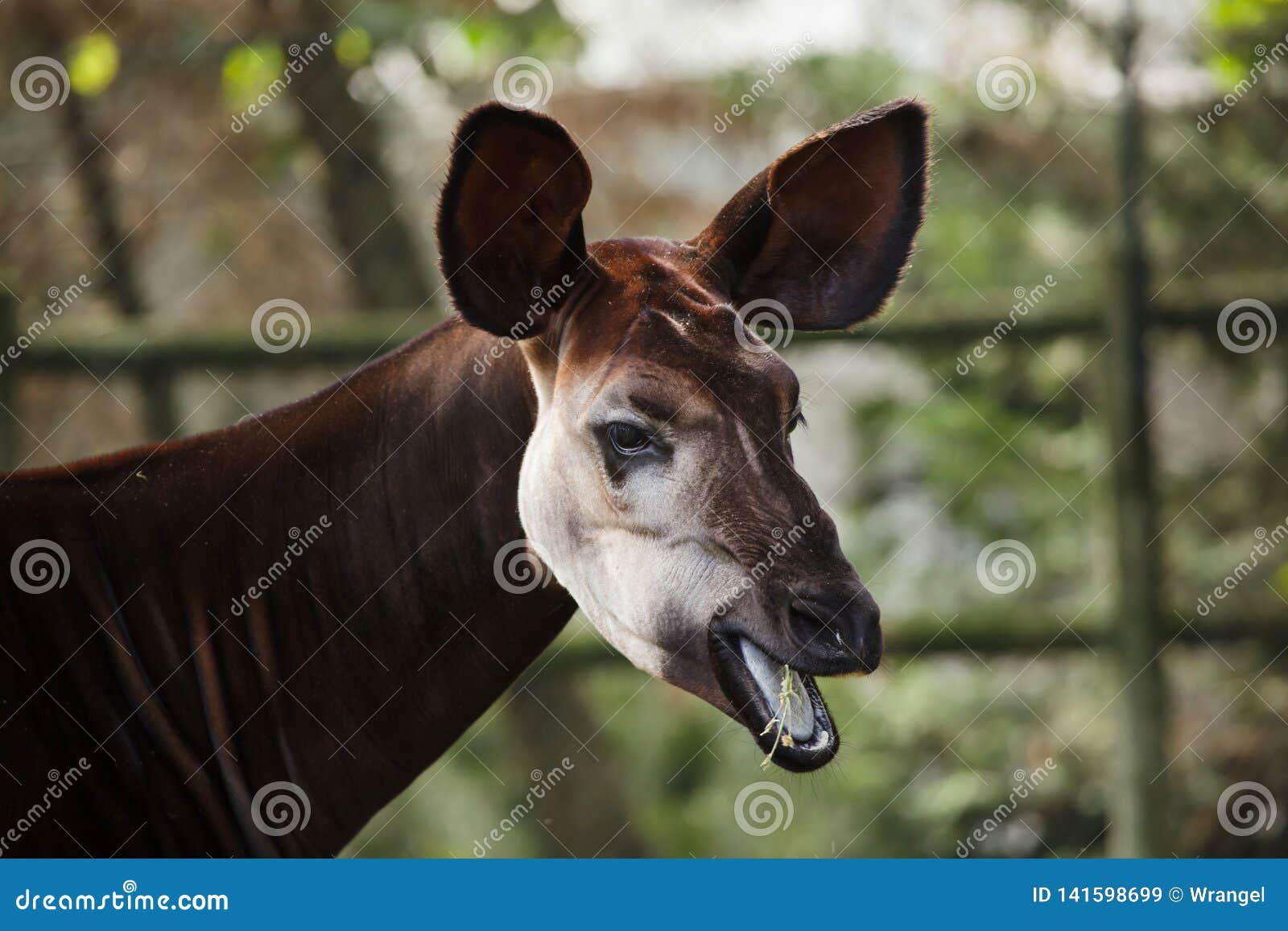 Okapi Okapia johnstoni stock image. Image of fauna, giraffidae - 141598699