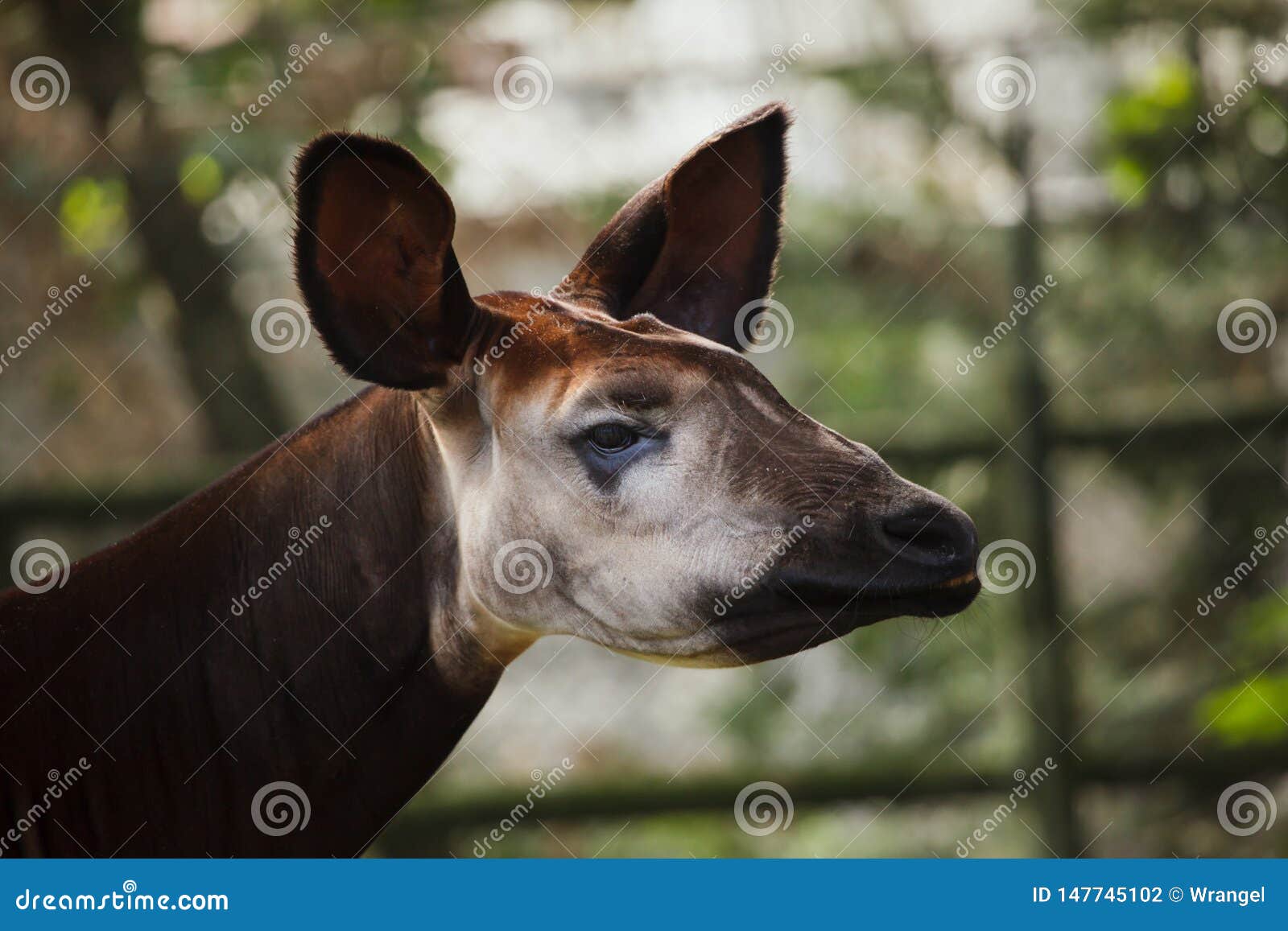 Okapi Okapia johnstoni stock photo. Image of forest - 147745102