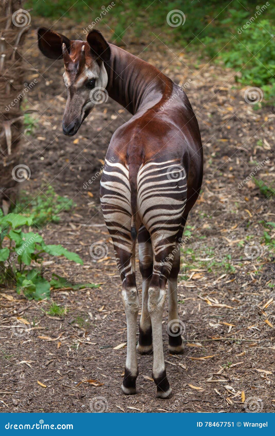 Okapi (Okapia johnstoni). stock image. Image of animals - 78467751