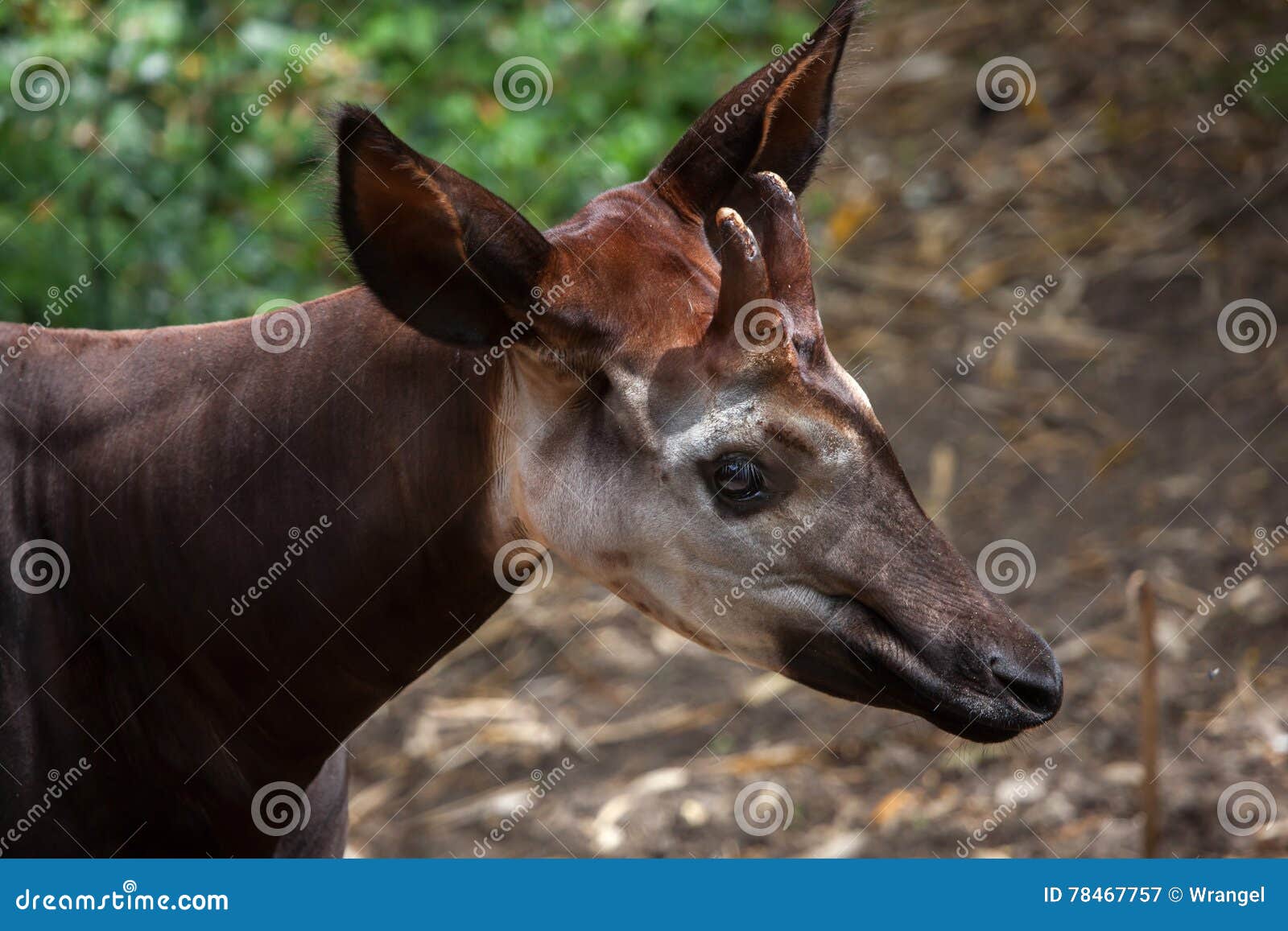 Okapi (Okapia johnstoni). stock image. Image of natural - 78467757