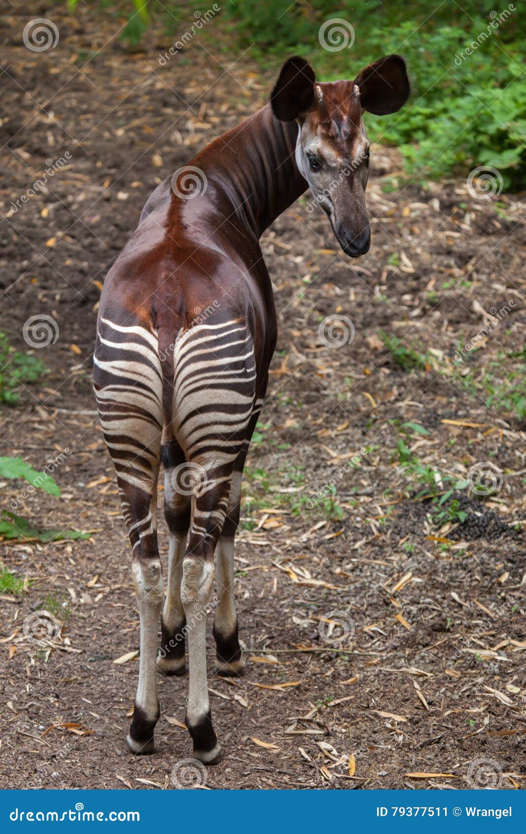 Okapi (Okapia johnstoni). stock image. Image of natural - 79377511