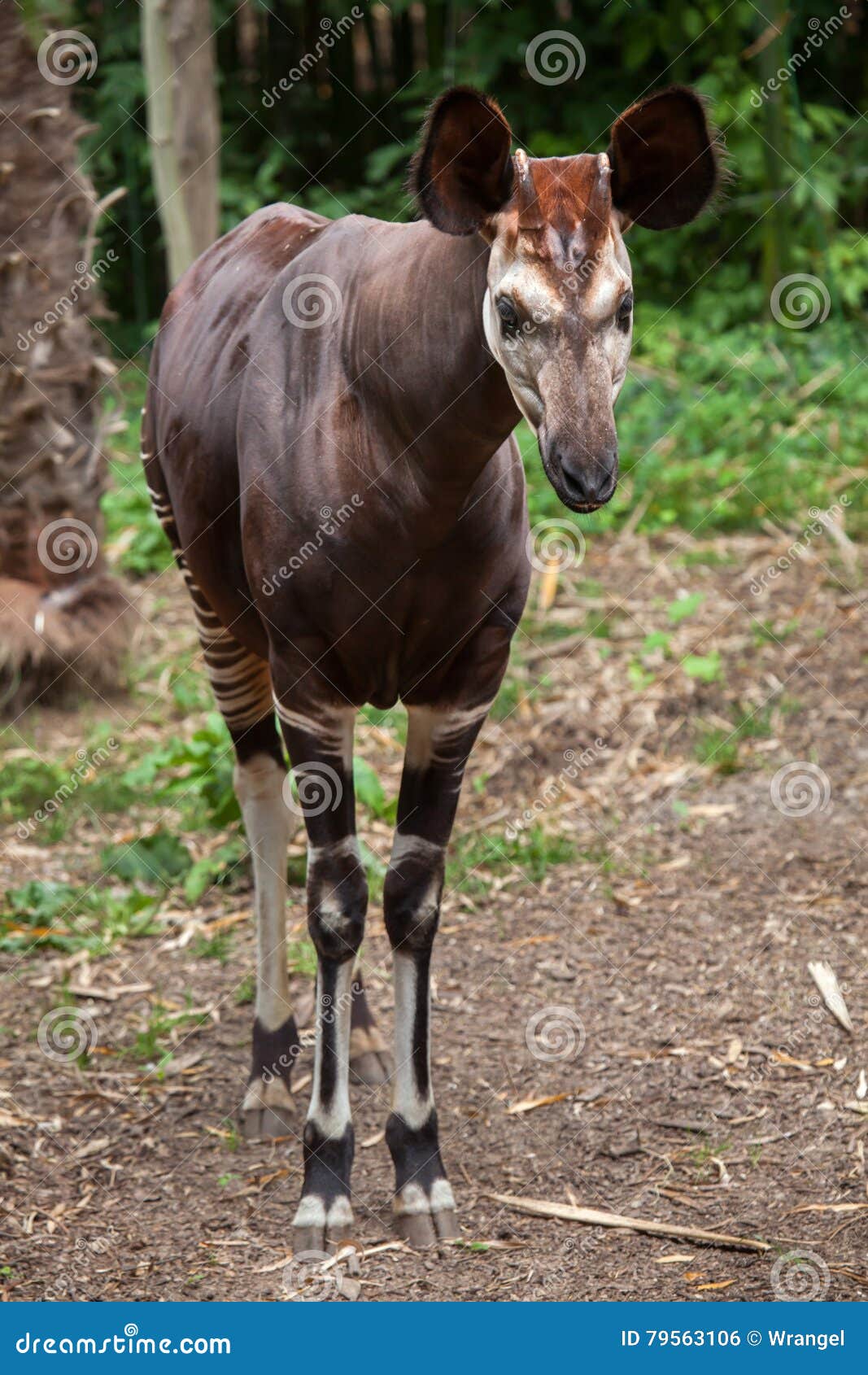 Okapi (Okapia johnstoni). stock photo. Image of jungle - 79563106