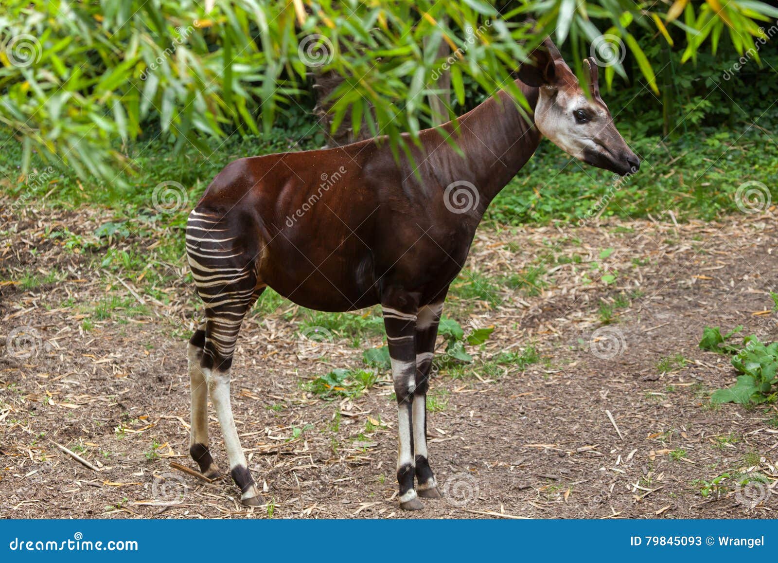 Okapi stock image. Image of okapia, mammal, mammals, mammalia - 79845093