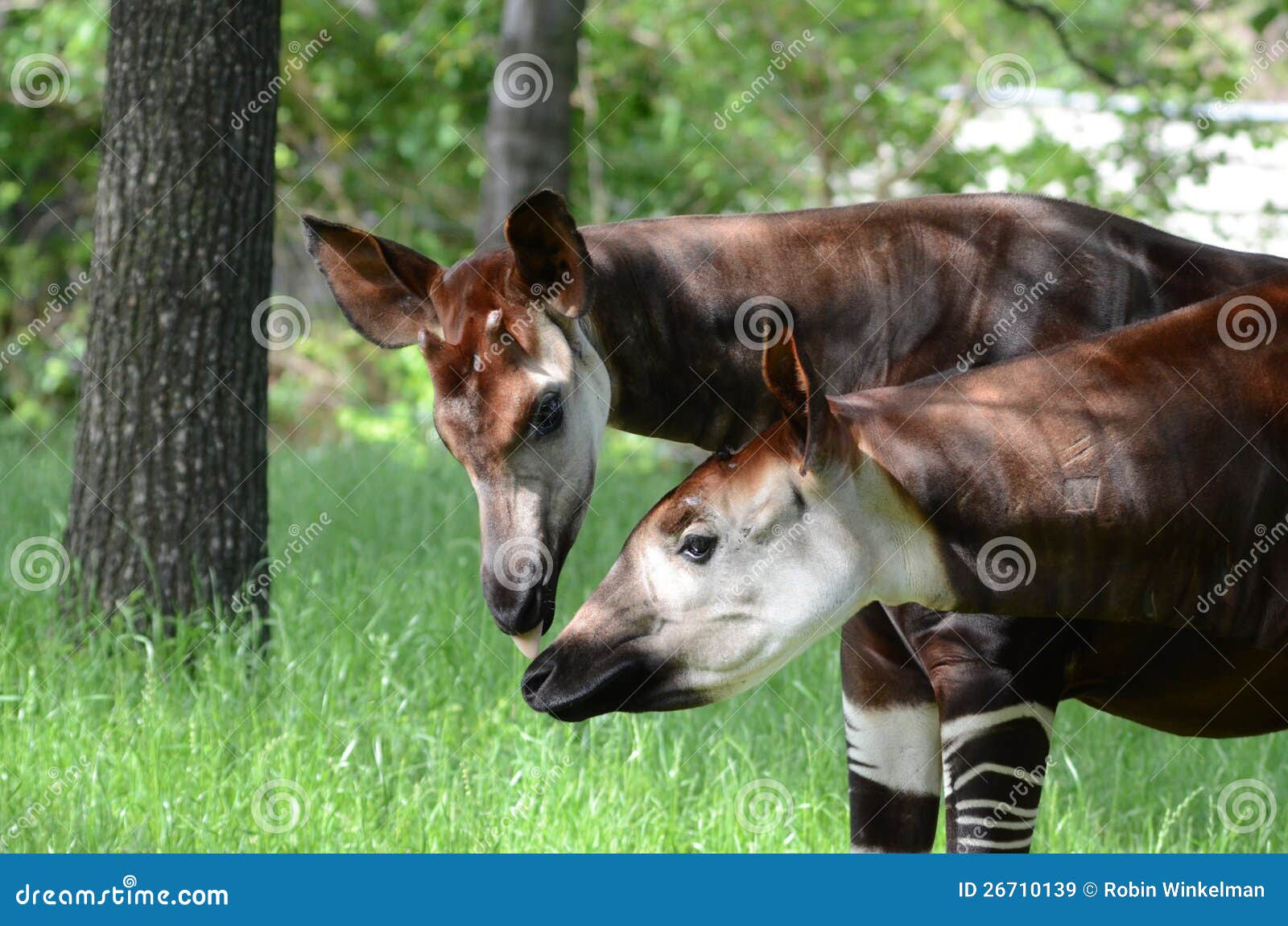 Okapi pair3 stock image. Image of nose, couple, sweethearts - 26710139