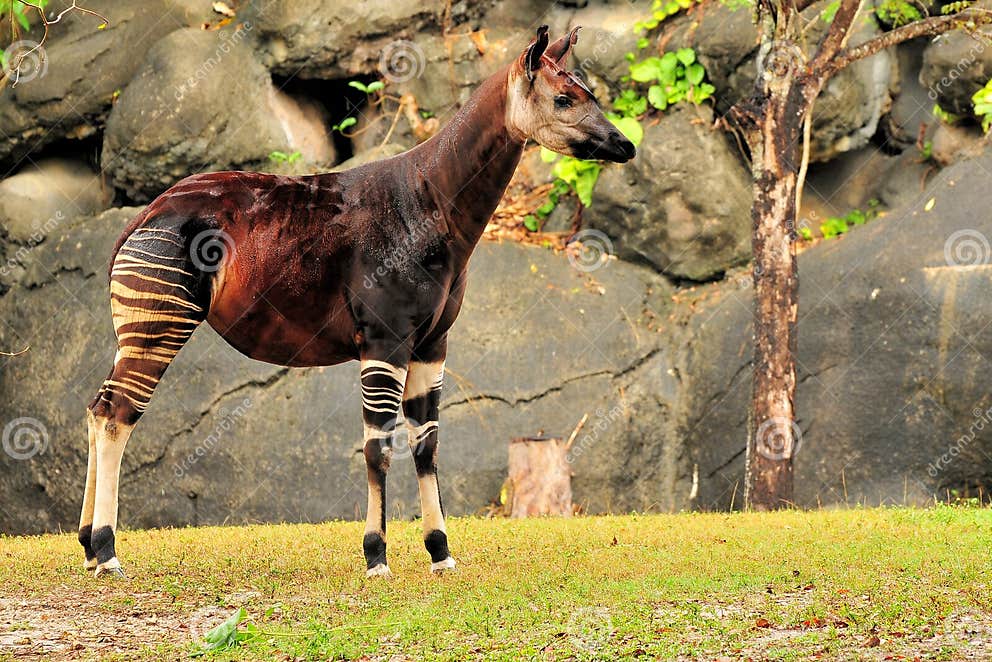 Okapi after the Rain stock image. Image of ground, leaves - 23861401