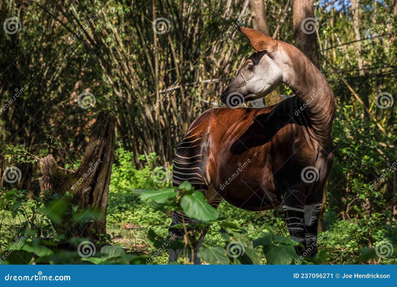 Okapi Face Stock Image | CartoonDealer.com #81793135
