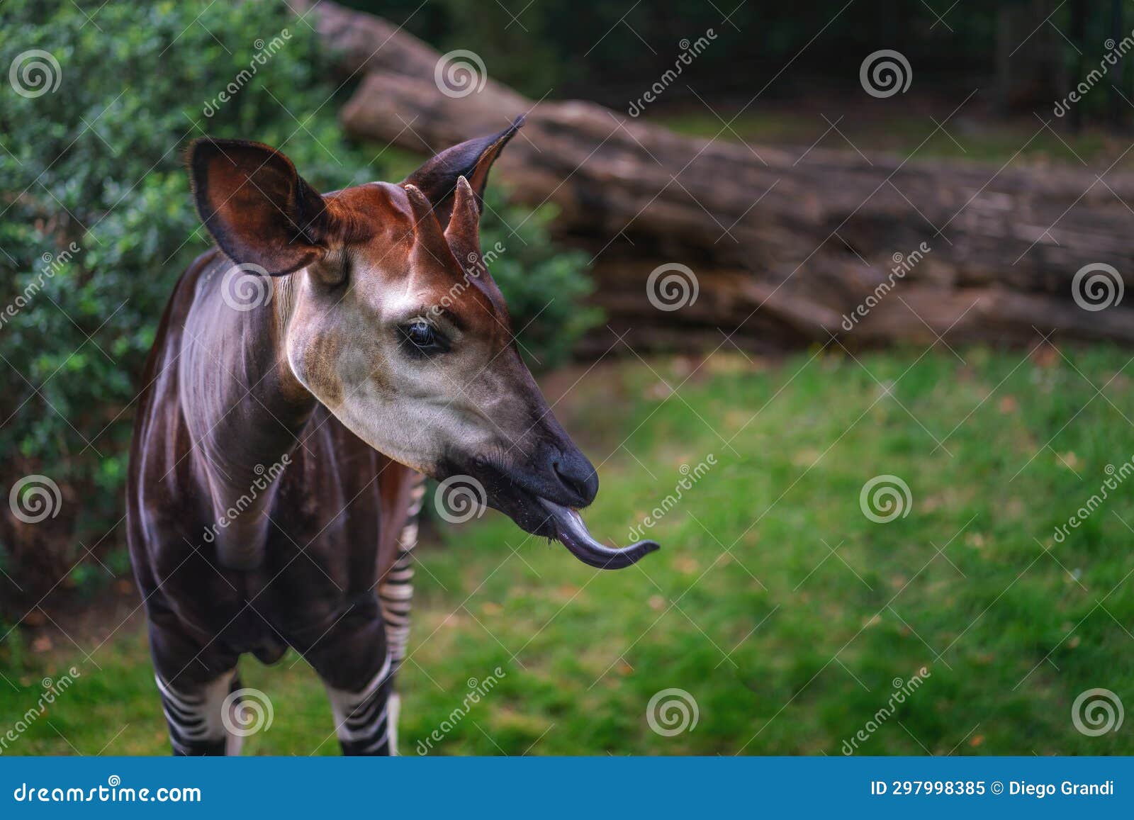 Okapi showing blue tongue stock image. Image of animal - 297998385