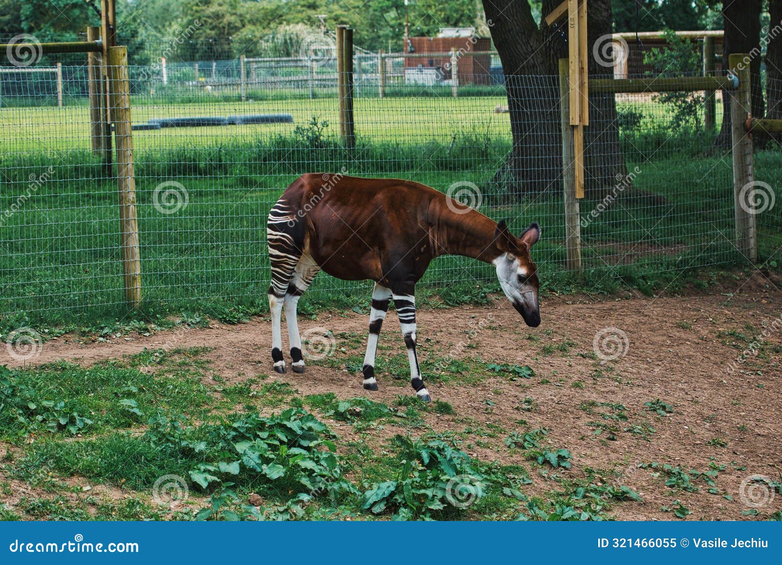 Okapi in zoo enclosure stock image. Image of countryside - 321466055