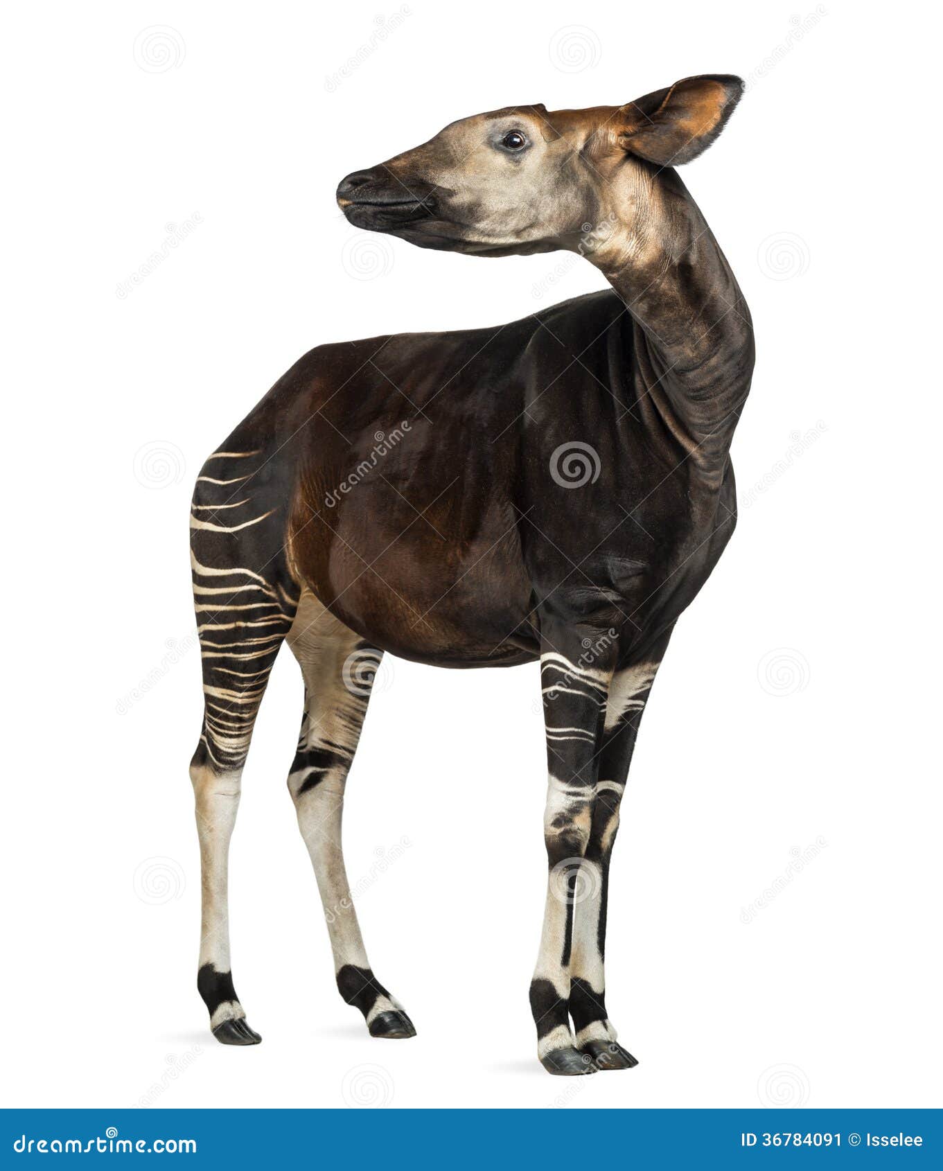 Okapi Standing, Looking Away, Okapia Johnstoni, Isolated Stock Image ...