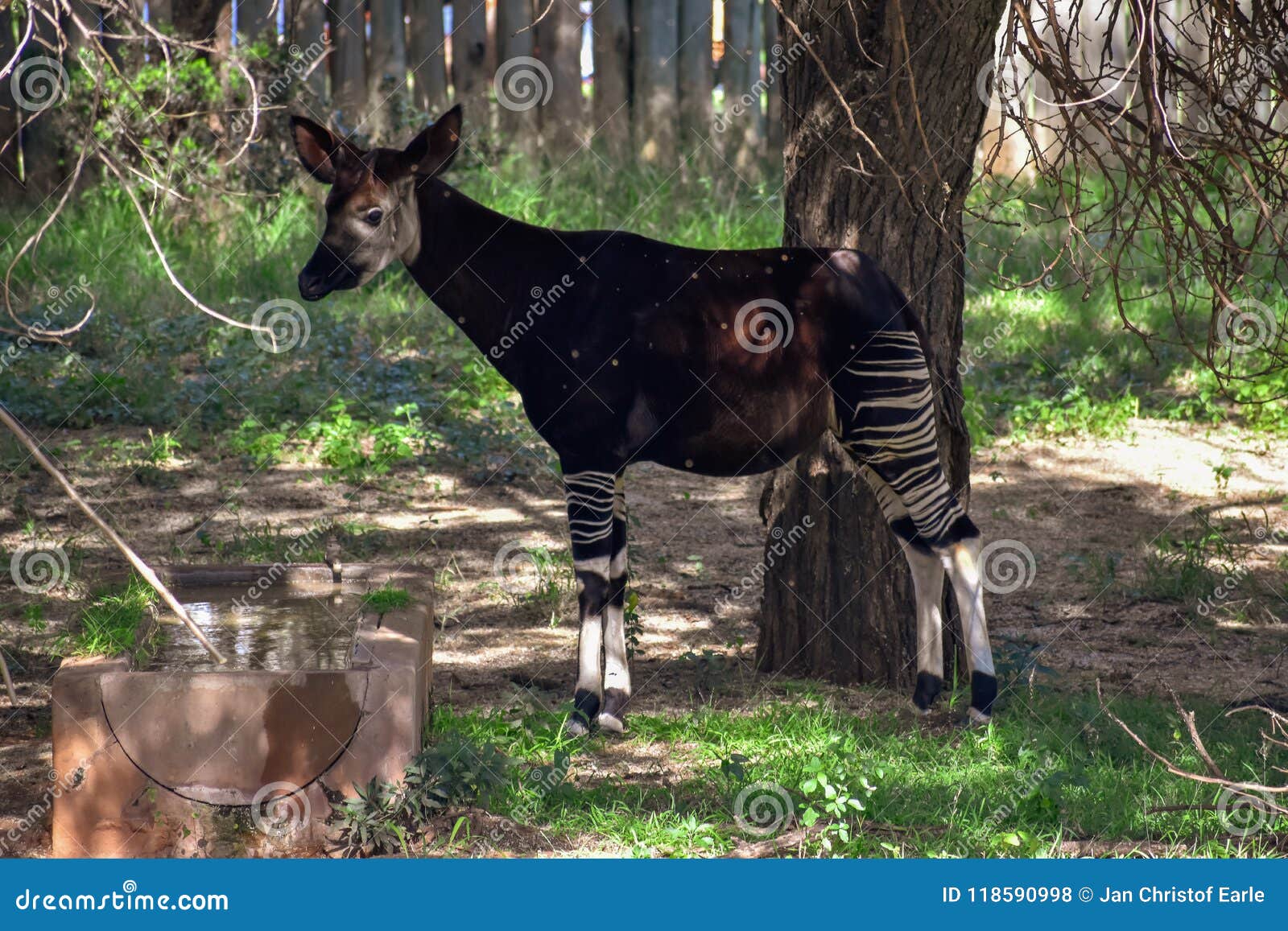 An Okapi Standing in the Shade Stock Photo - Image of black, forest ...