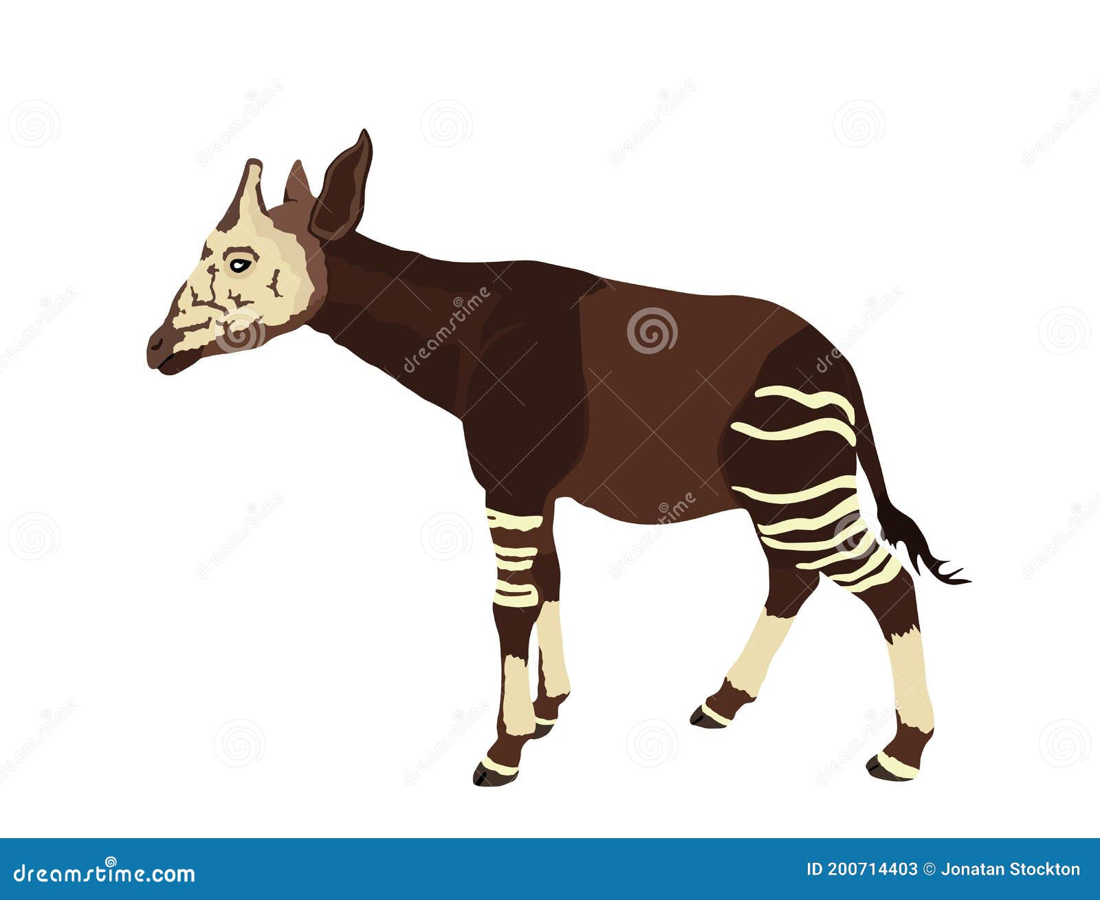 Okapi Vector Illustration Isolated On White Background. Forest Giraffe ...