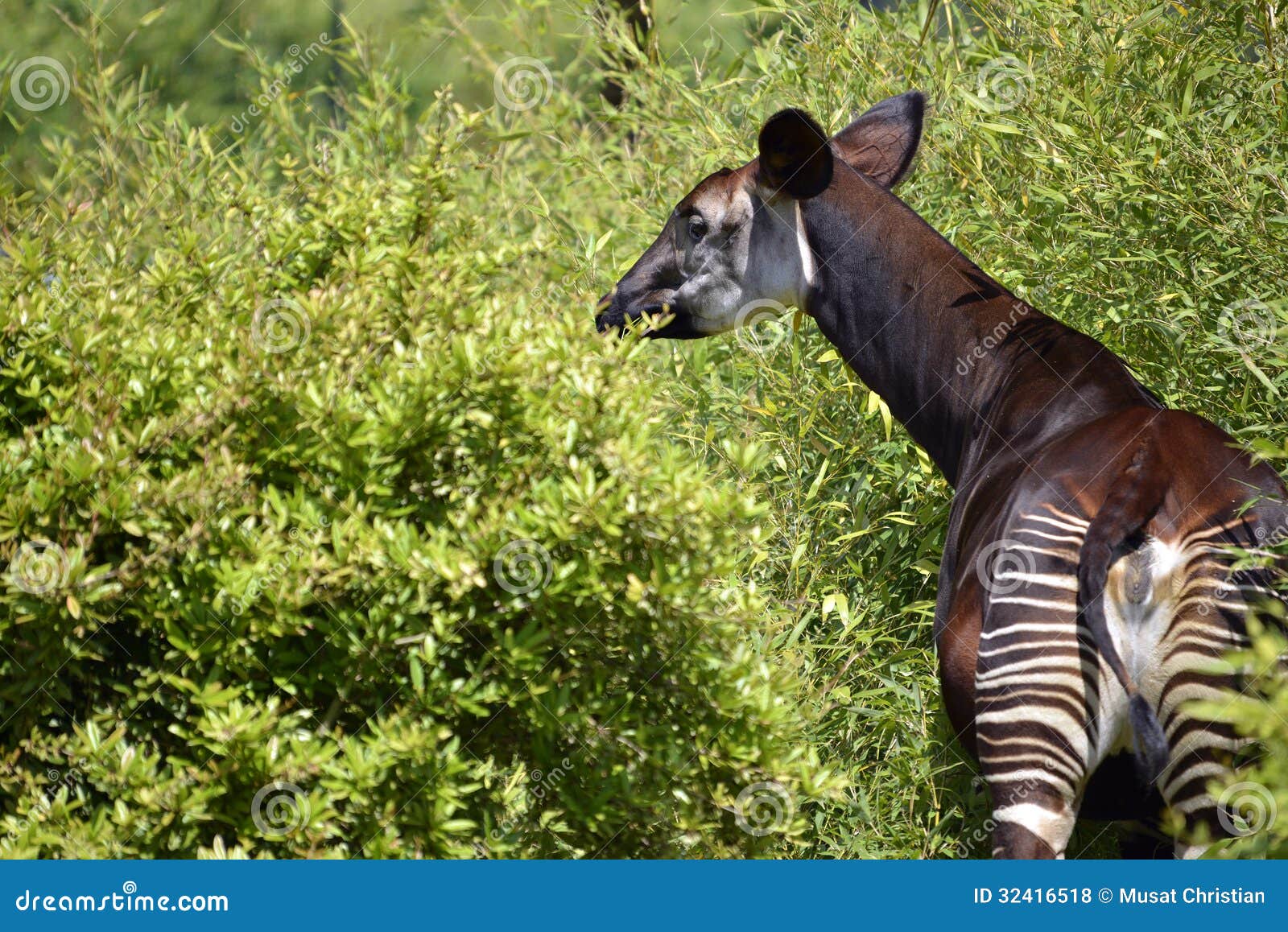 Okapi in the vegetation stock photo. Image of endangered - 32416518