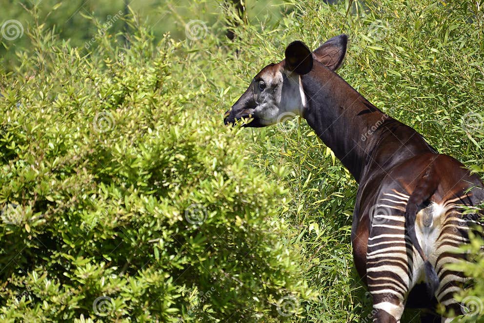 Okapi in the vegetation stock photo. Image of endangered - 32416518