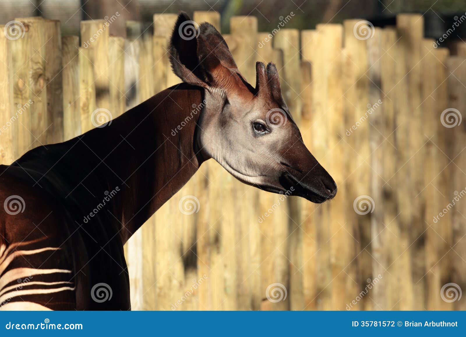 Okapi. stock photo. Image of close, okapi, rare, side - 35781572