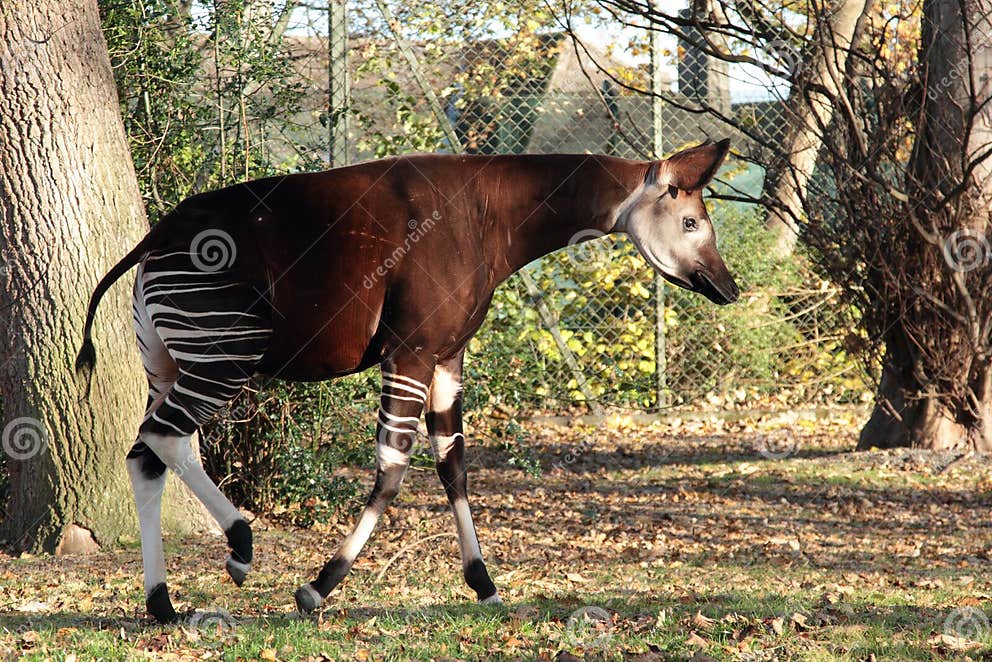 Okapi. stock image. Image of close, sharp, giraffidae - 35785667