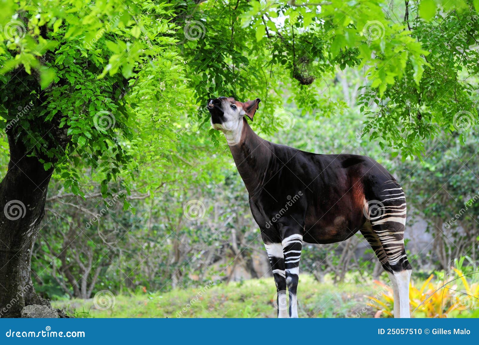 Okapi in zoo stock photo. Image of leaf, branch, grassland - 25057510