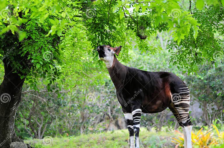 Okapi in zoo stock photo. Image of leaf, branch, grassland - 25057510