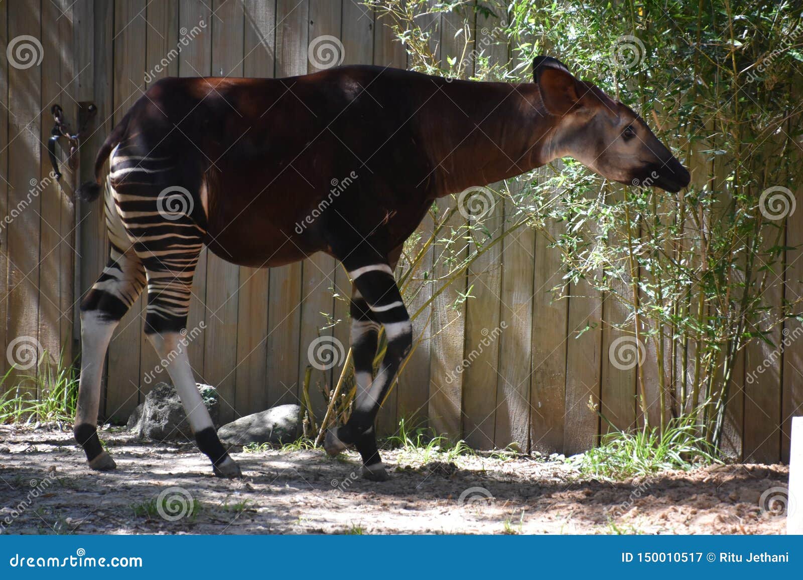An Okapi stock image. Image of endangered, okapi, cute - 150010517
