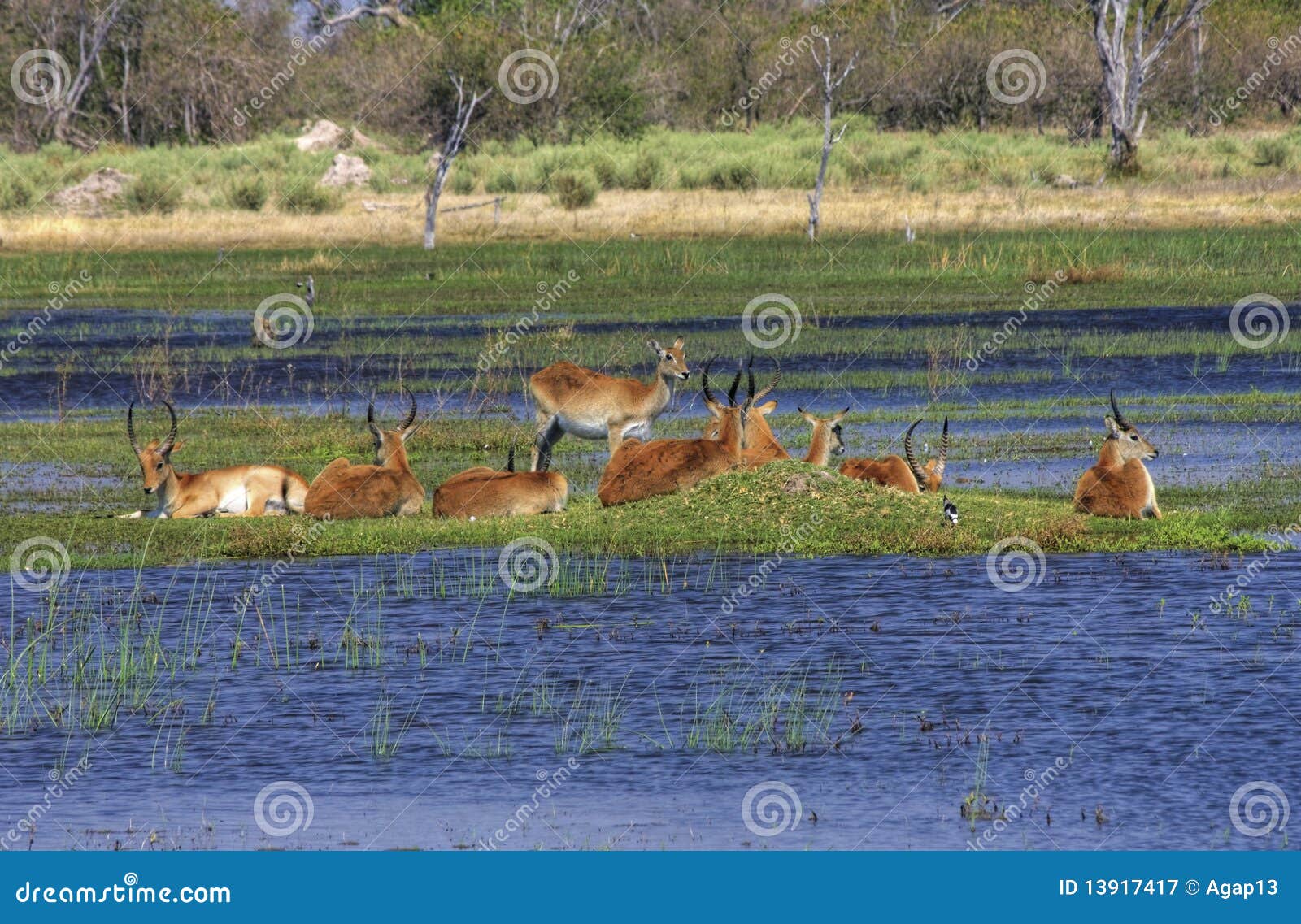 Okavango stock image. Image of river, delta, okavango - 13917417