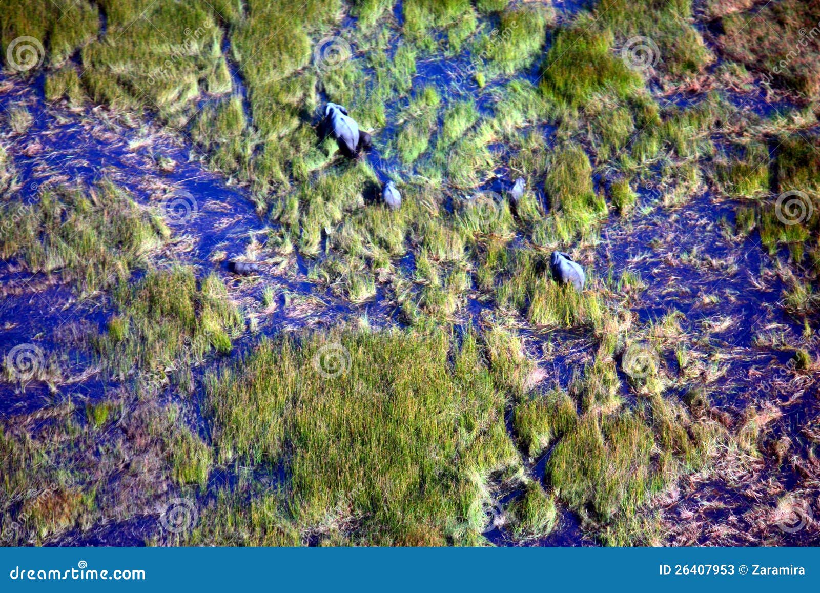 Okavango Delta stock image. Image of reflection, peaceful - 26407953