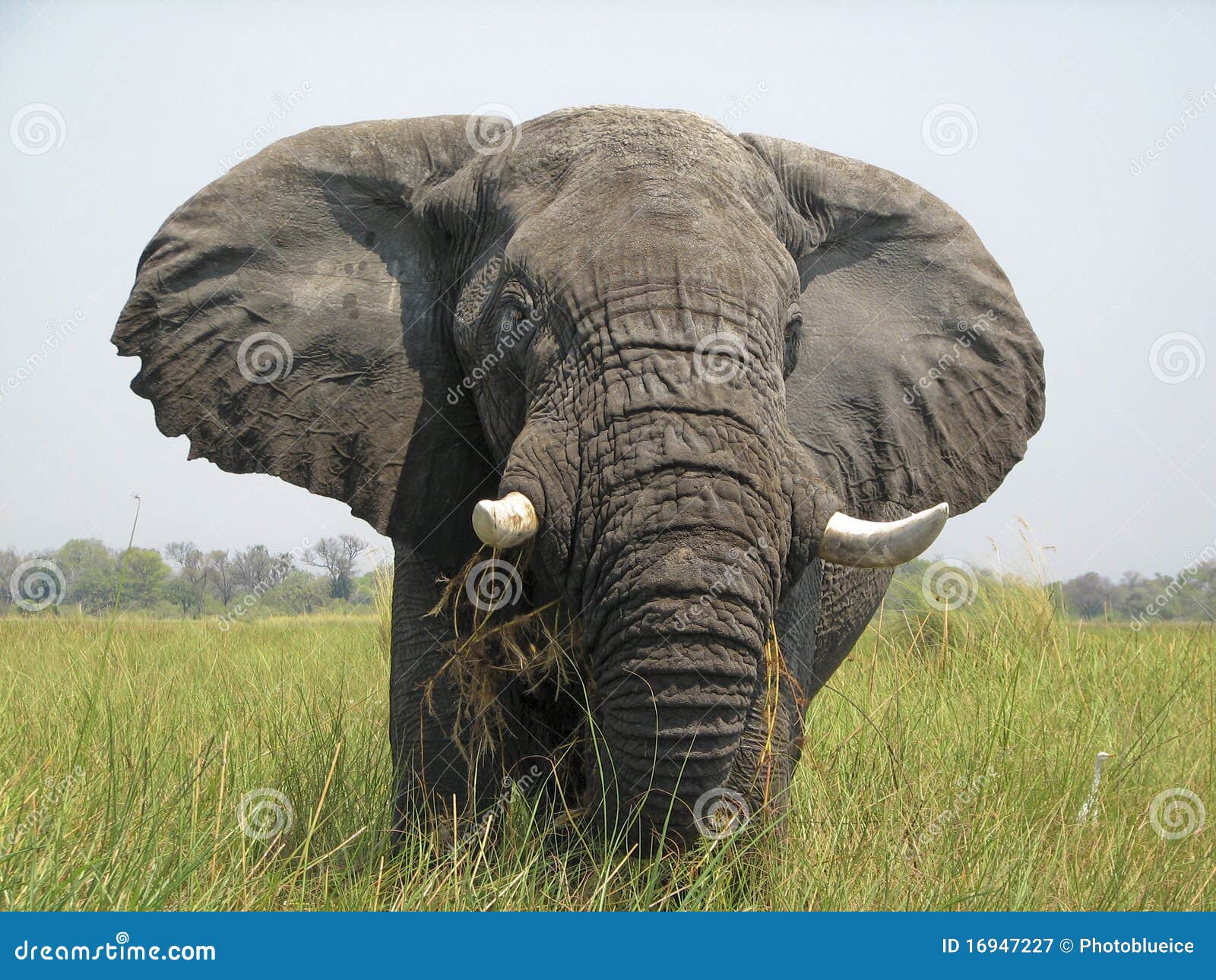 Okavango Delta Elephant stock image. Image of wildlife - 16947227