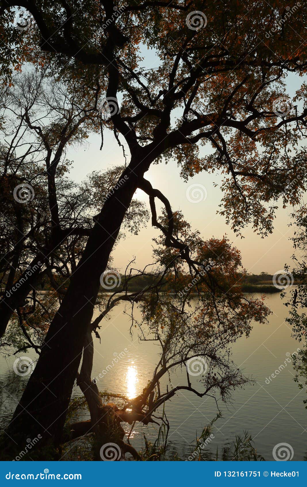Okavango Delta in Namibia stock image. Image of bough - 132161751