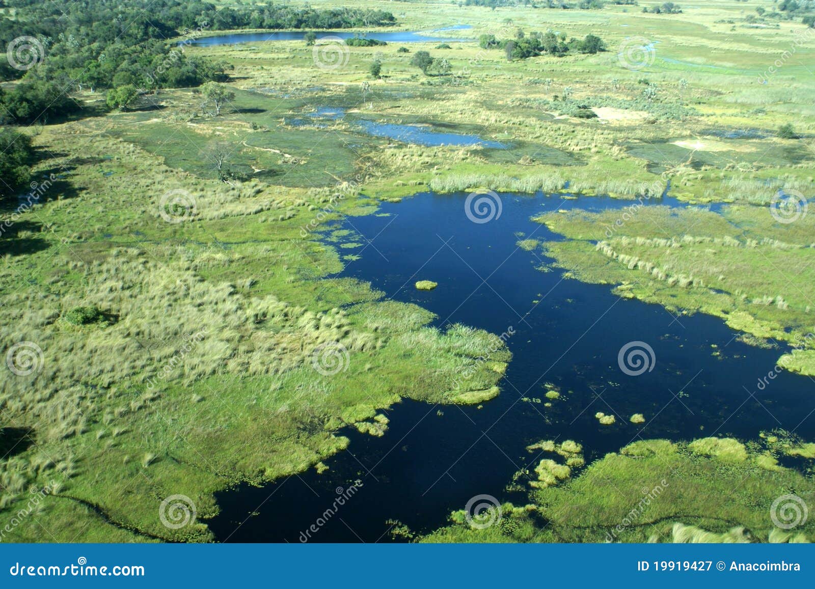 Okavango Delta by plane stock image. Image of country - 19919427