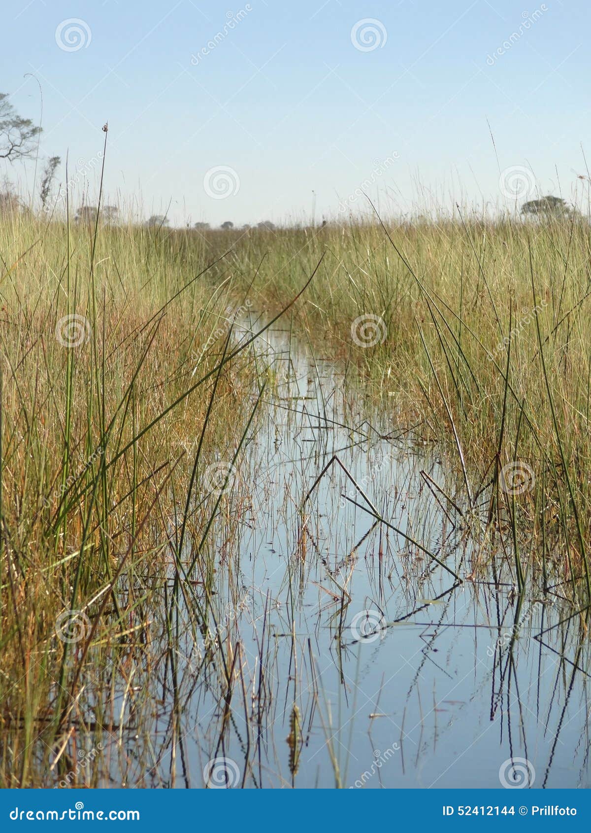 Okavango Delta stock photo. Image of habitat, shrub, reed - 52412144