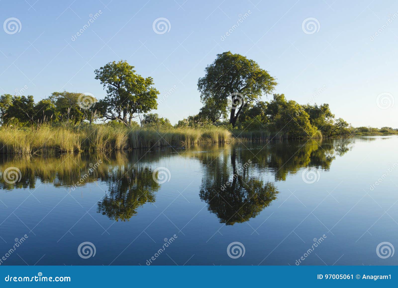On the Okavango River stock image. Image of river, african - 97005061