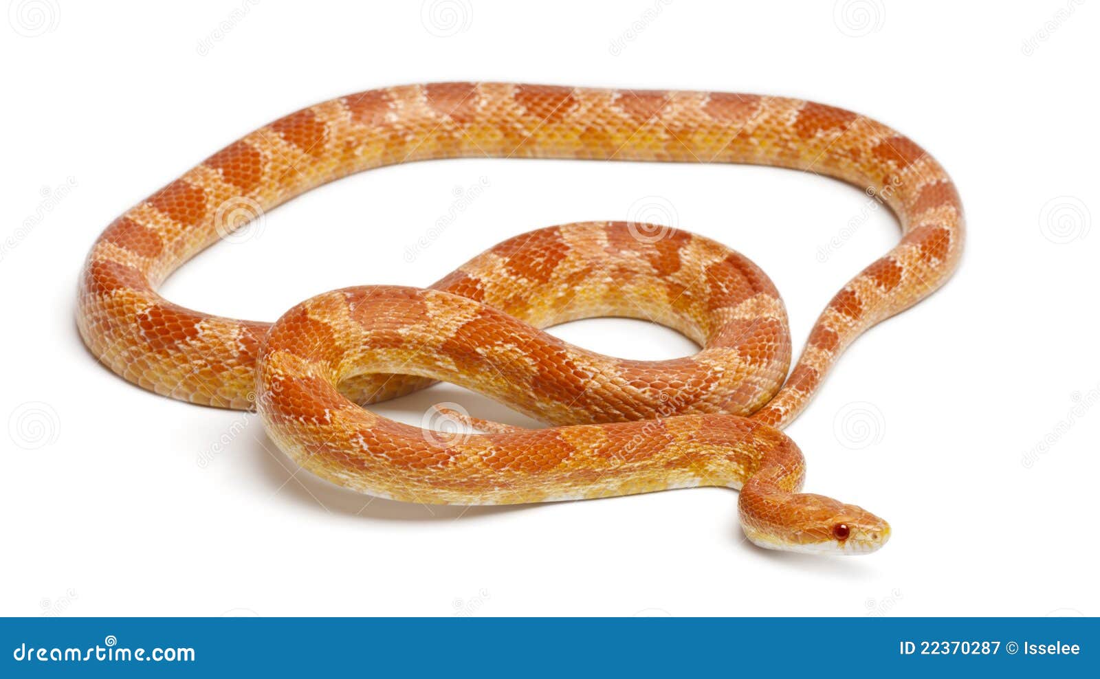 Okeetee Albinos Corn Snake, Red Rat Snake Stock Image - Image of ...