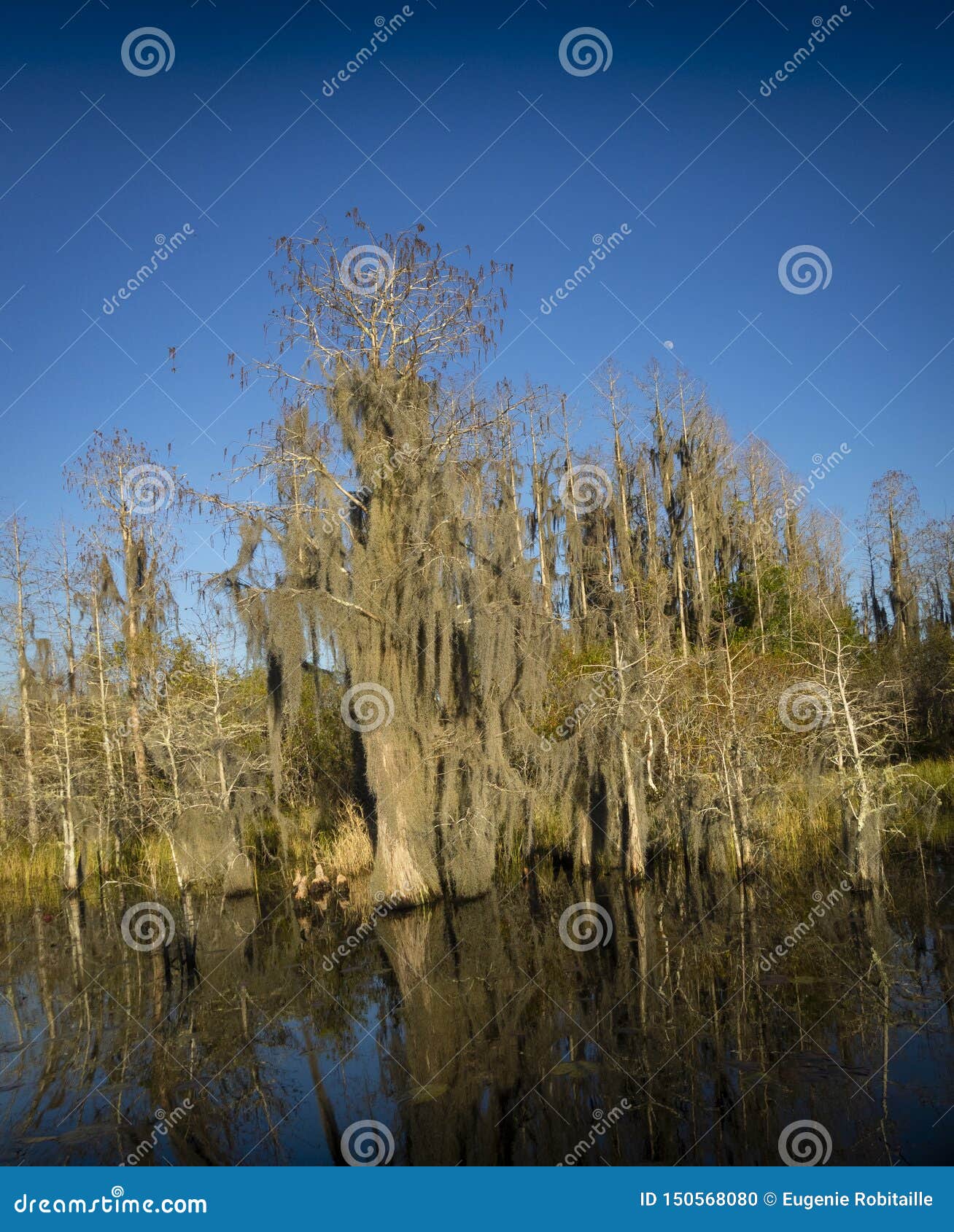 Beautiful Winter Scene of Coastal Georgia Stock Photo - Image of scene ...